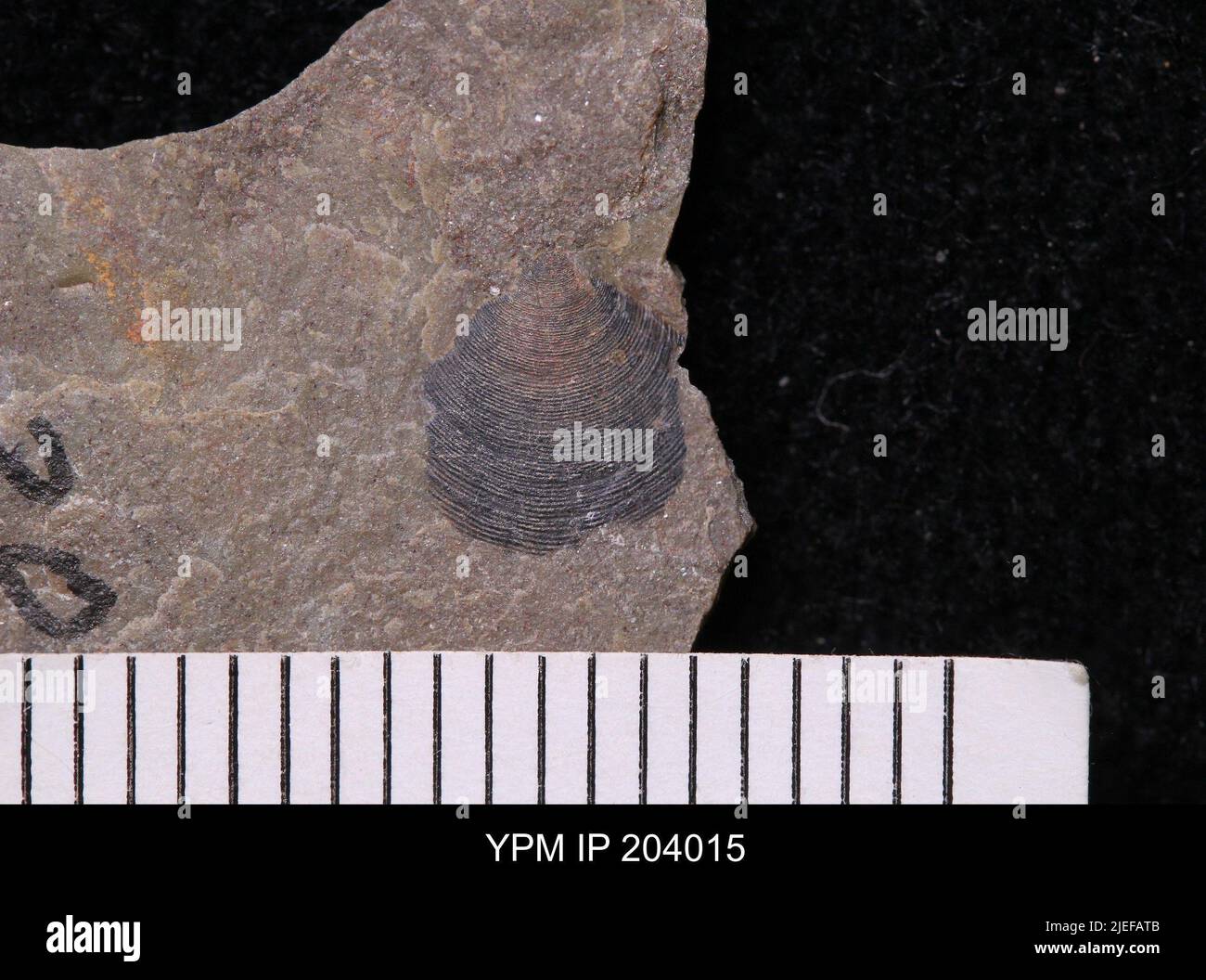 Paterina prospectensis walcott animalia hi-res stock photography and ...