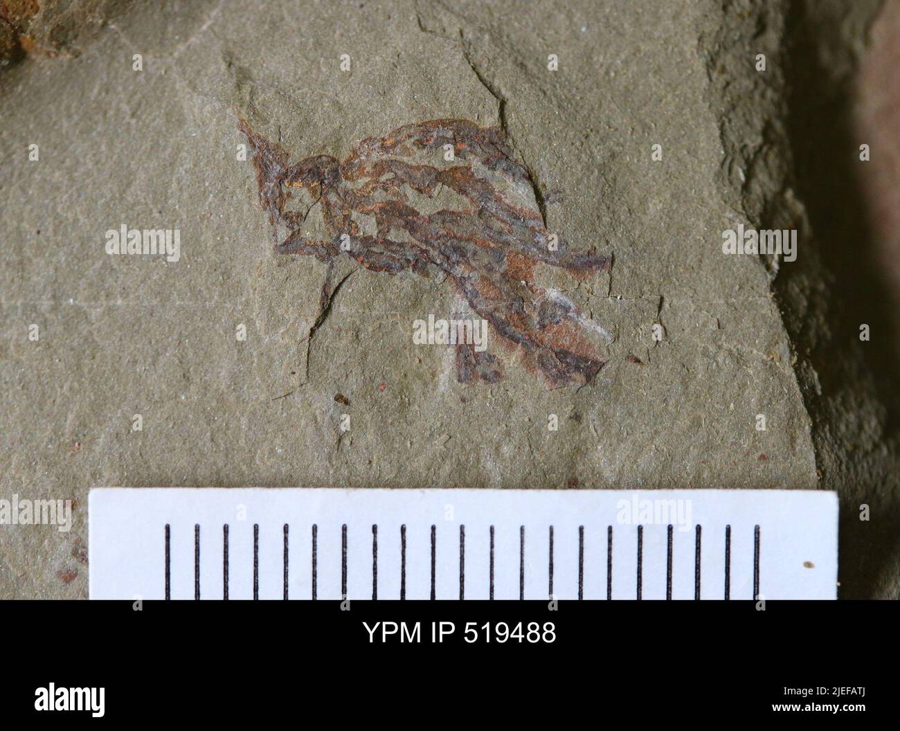 Dendroidea hi-res stock photography and images - Alamy