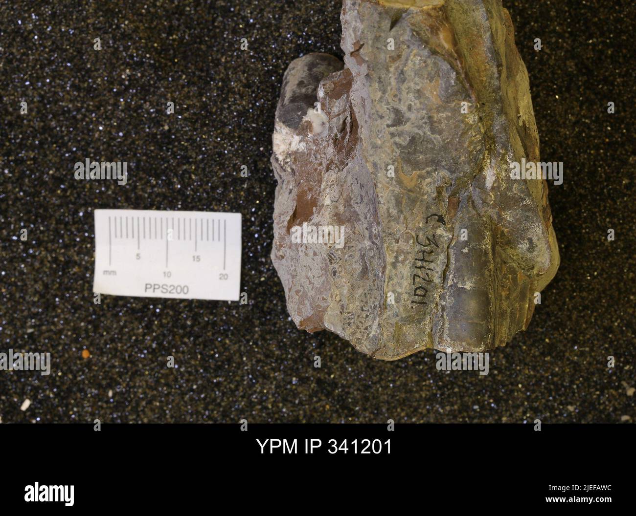 Scaphites depressus reeside hi-res stock photography and images - Alamy