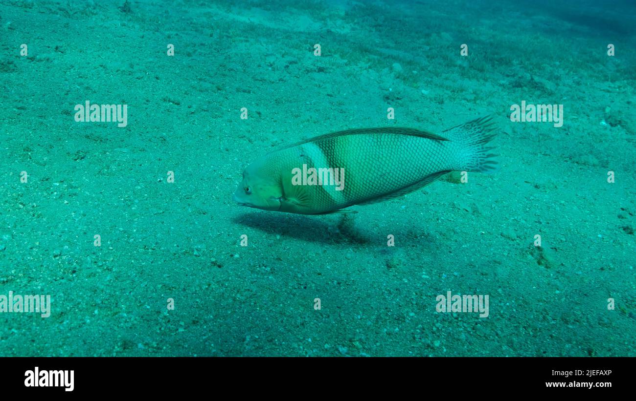 Red Sea, Egypt. 26th June, 2022. Cigar Wrasse swim above sandy bottom ...