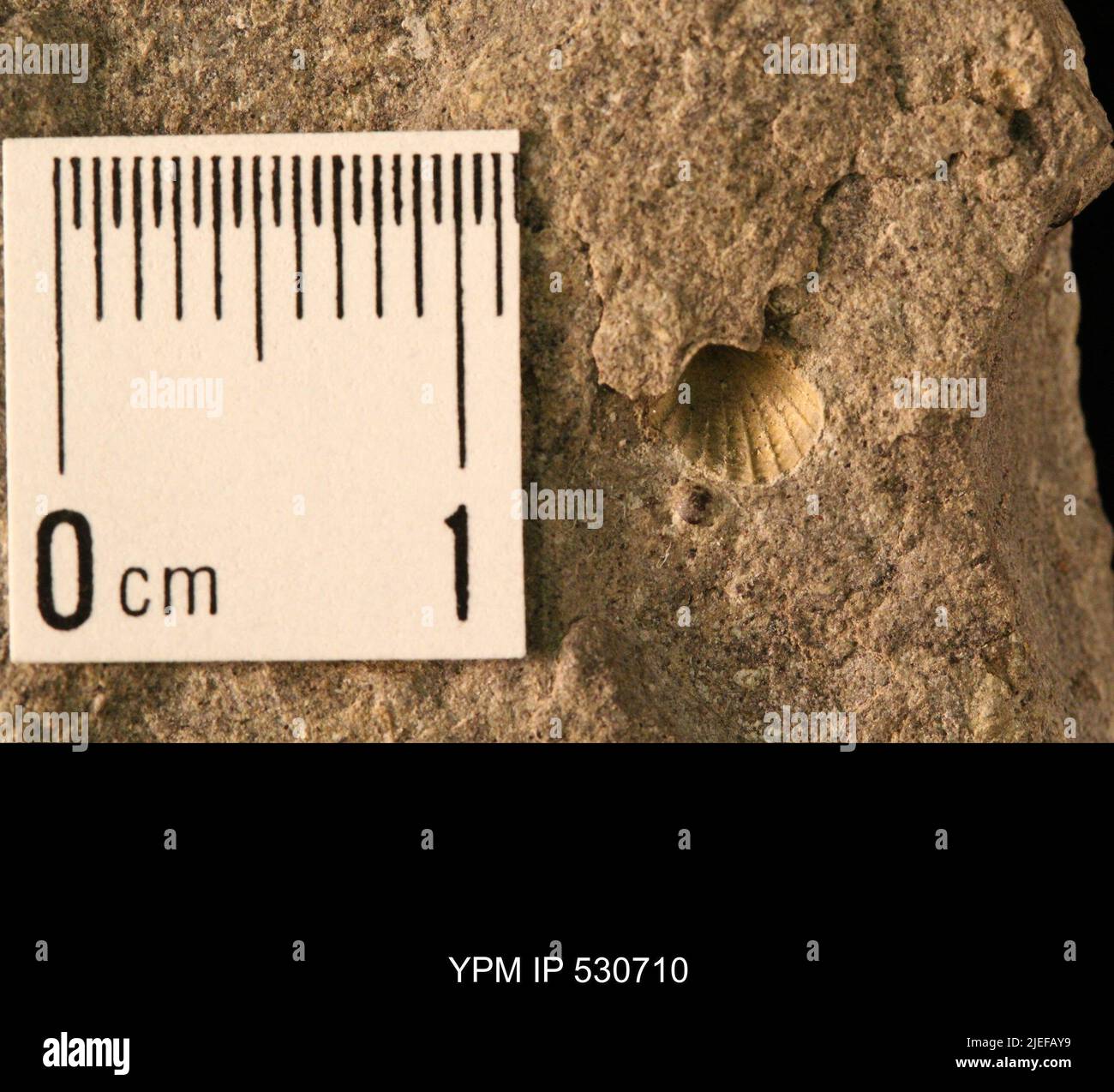 Cardiola palmata (Goldfuss Stock Photo - Alamy