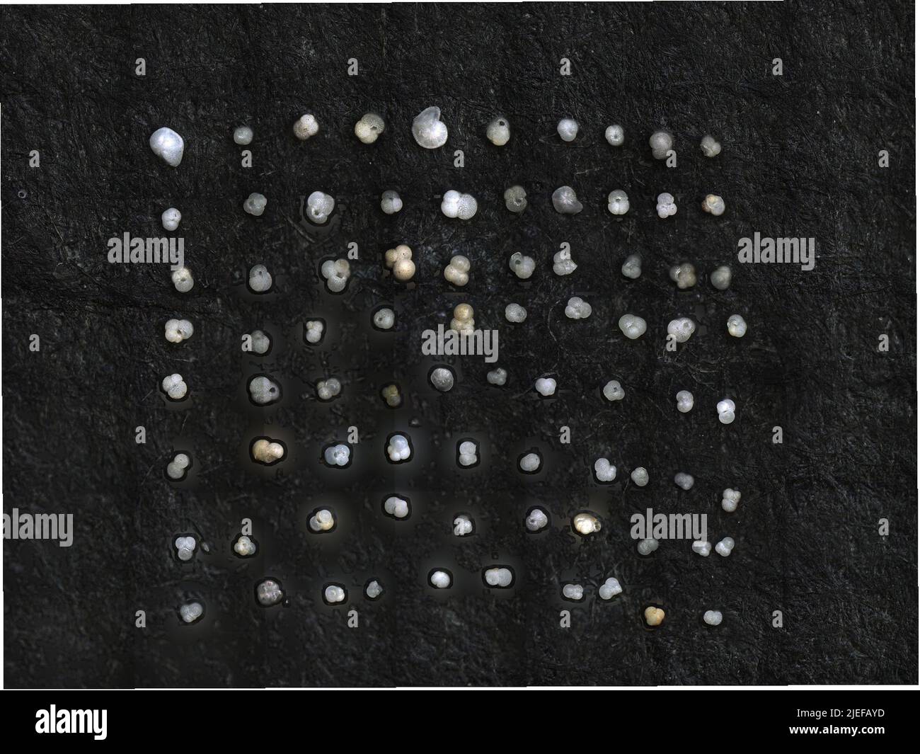 Foraminiferida hi-res stock photography and images - Alamy