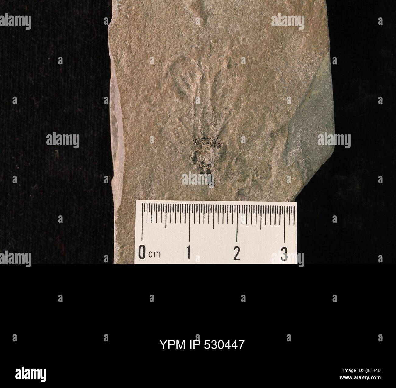 Gogia granulosa Robison, 1965 Stock Photo - Alamy