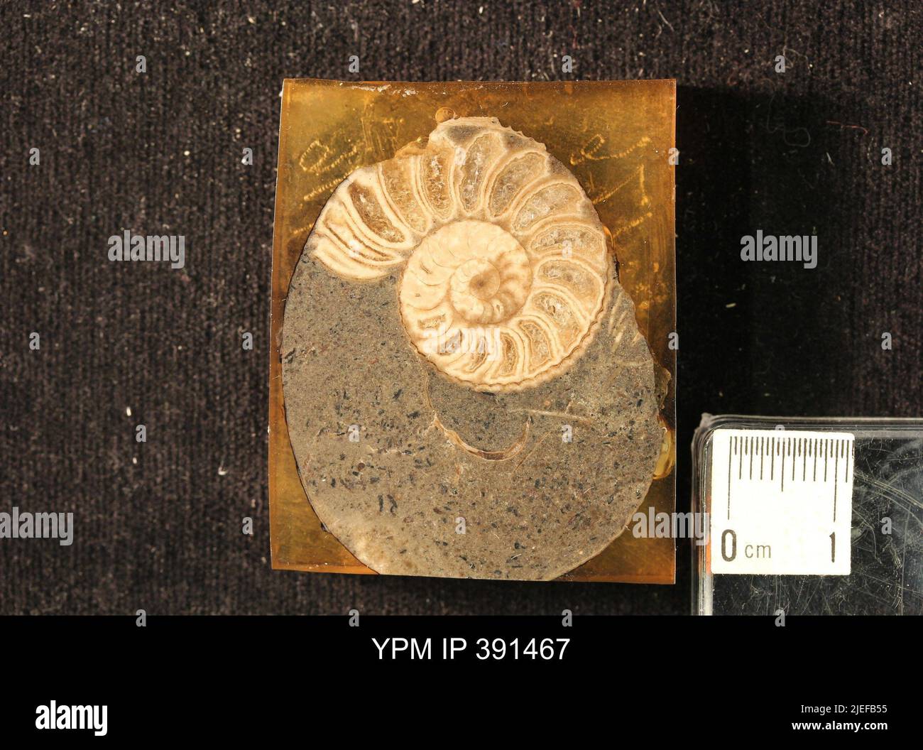 Scaphites whitfieldi Cobban Stock Photo - Alamy