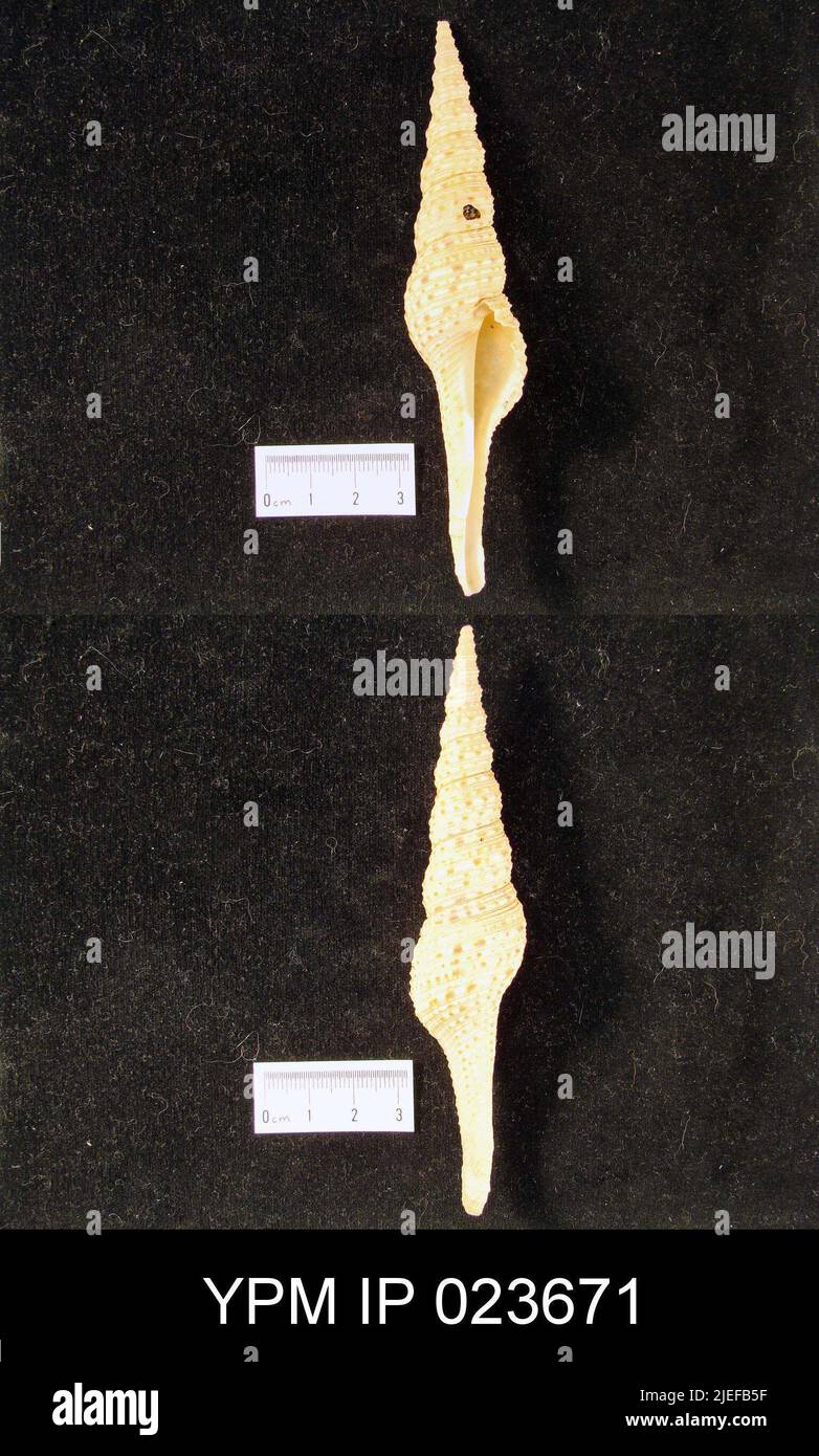 Turris sp animalia hi-res stock photography and images - Alamy