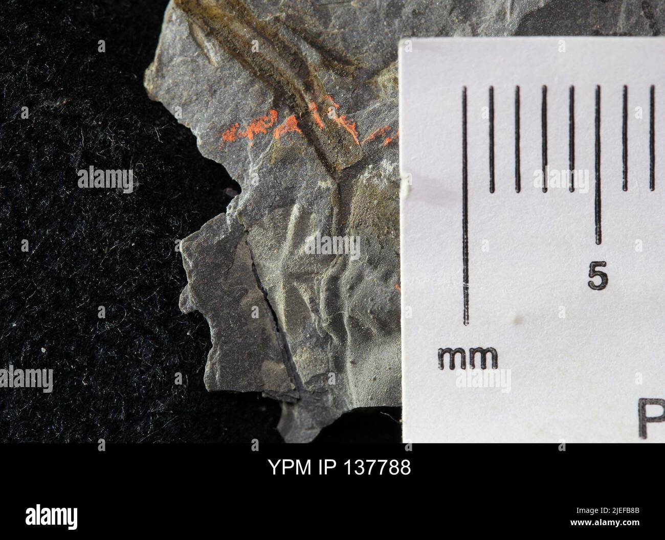 Eocystites primaevus animalia hi-res stock photography and images - Alamy