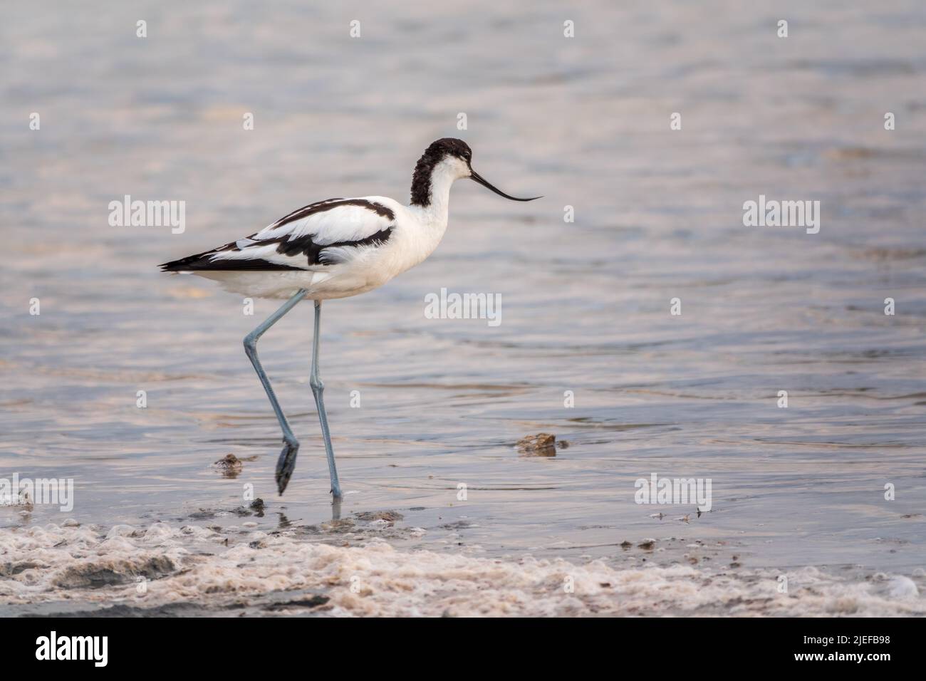 Water bird pied avocet, Recurvirostra avosetta, feeding in the lake ...