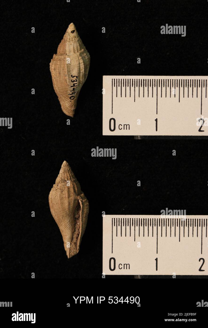 Volutilithes rugatus Conrad Stock Photo - Alamy