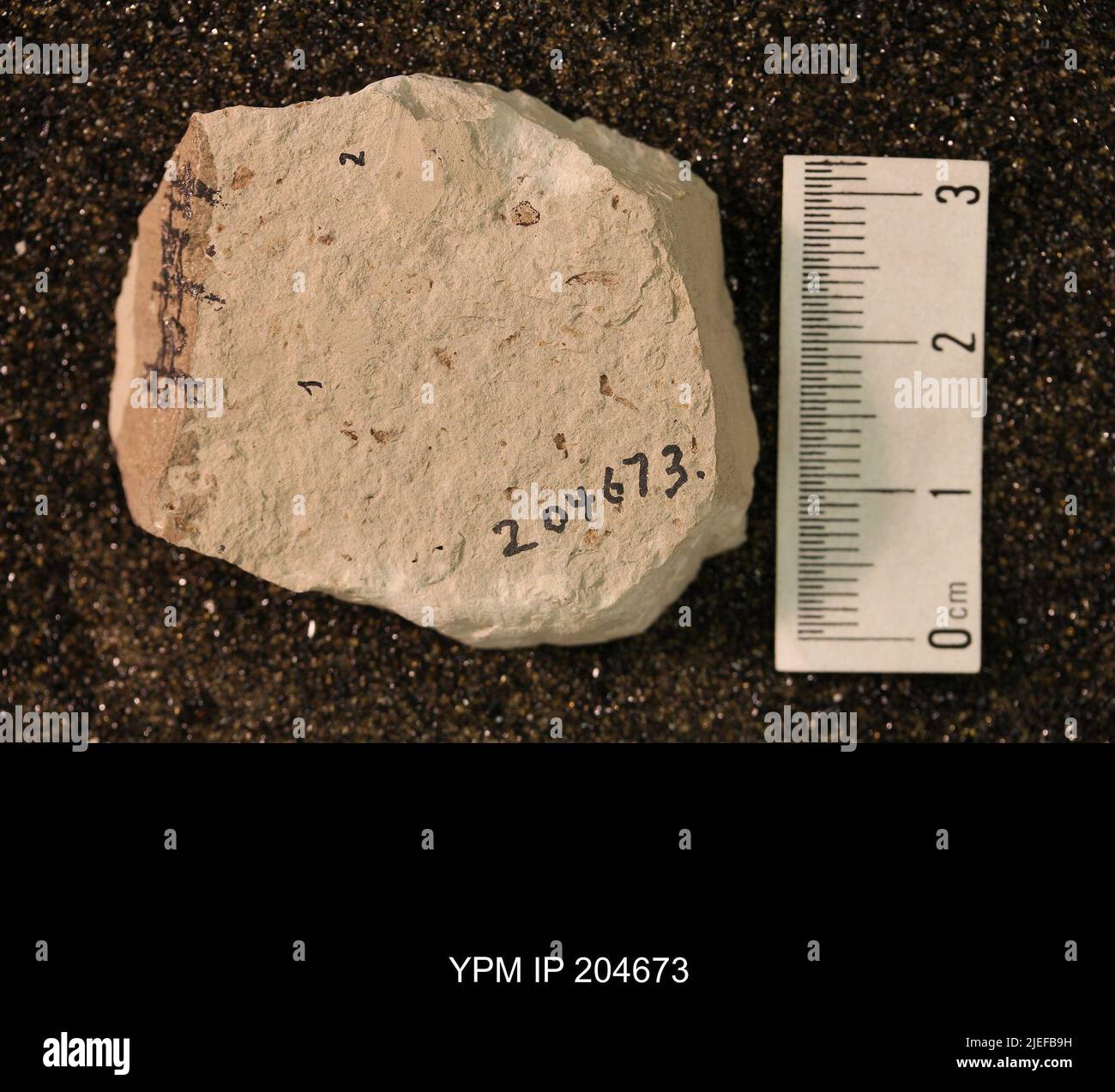 Undet blattaria hi-res stock photography and images - Alamy