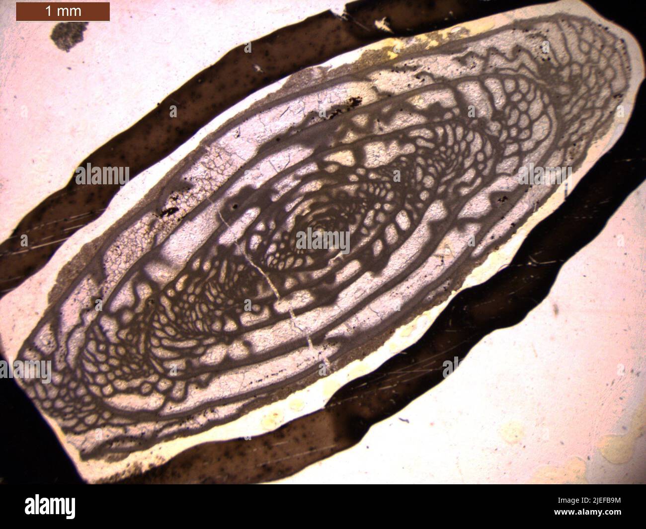 Triticites elegantoides ross hi-res stock photography and images - Alamy