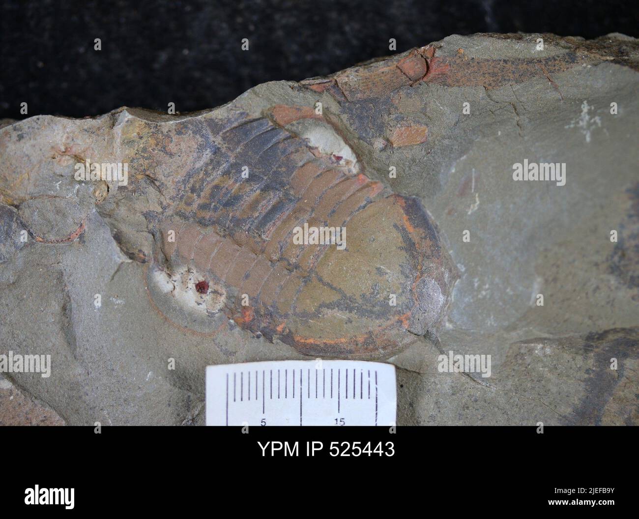 Asaphidae hi-res stock photography and images - Alamy