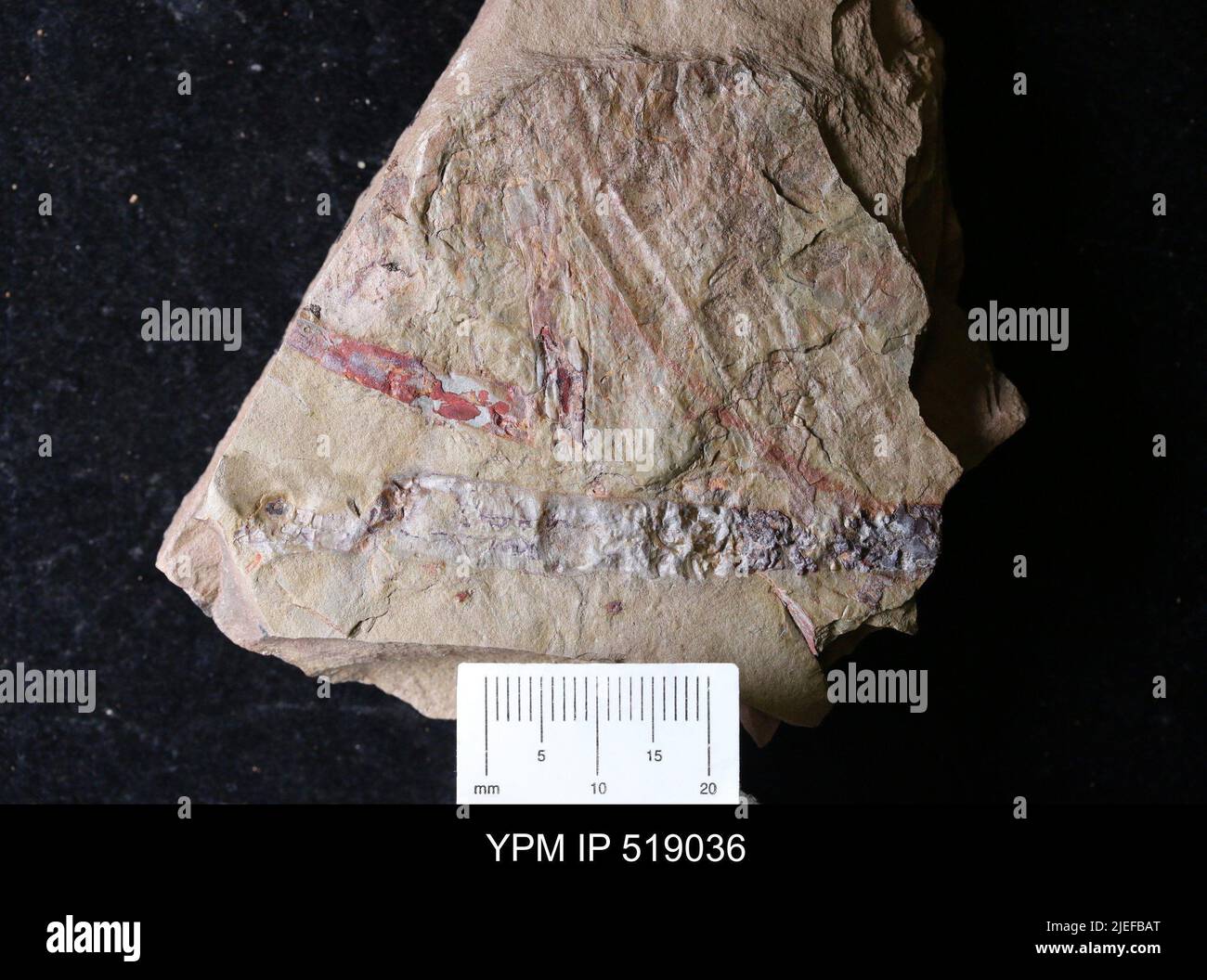 Sphenothallus sp animalia hi-res stock photography and images - Alamy