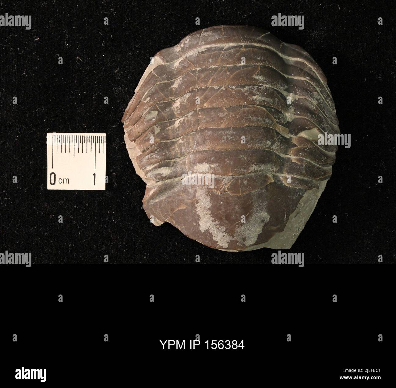 Isotelus hi-res stock photography and images - Alamy