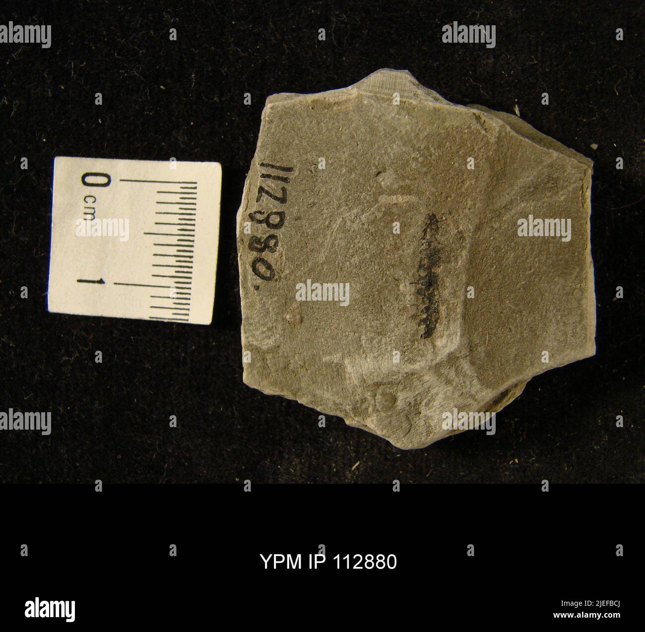 Graptolithina graptolites hi-res stock photography and images - Alamy