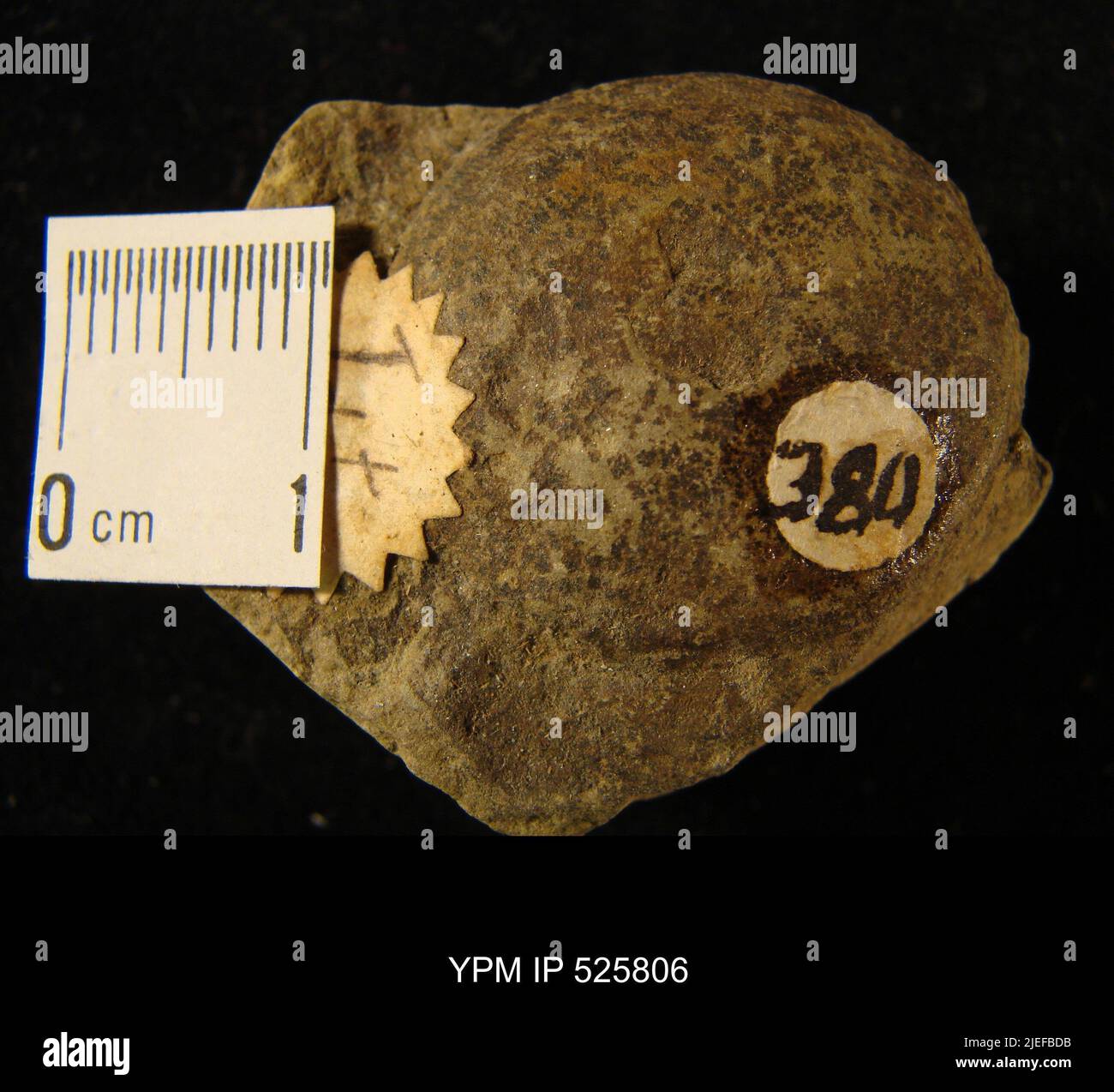 Orthoceras sp hi-res stock photography and images - Alamy