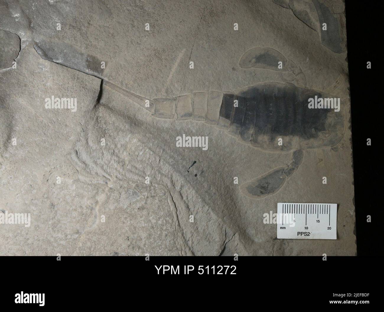 Eurypterus sp animalia hi-res stock photography and images - Alamy