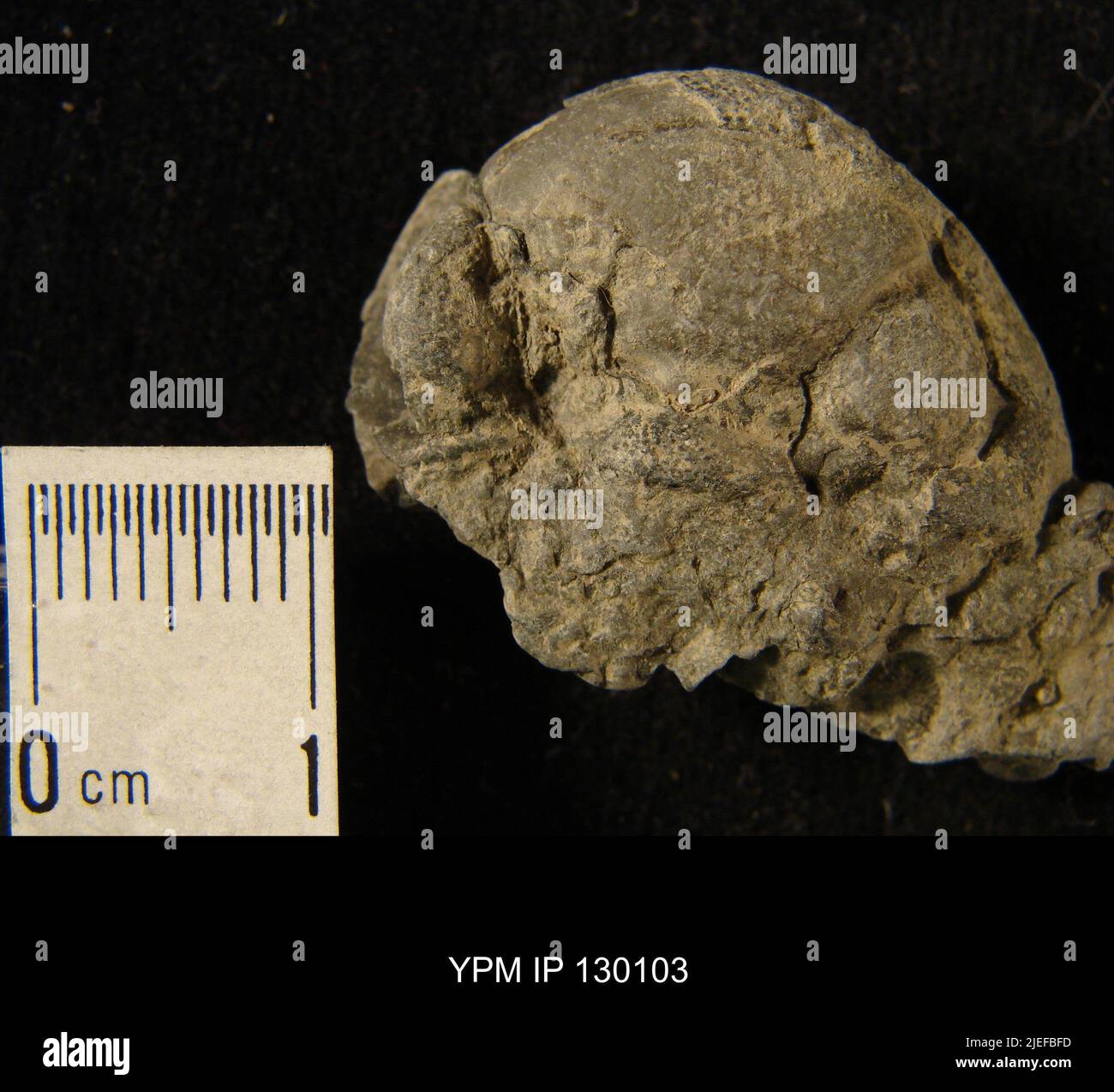 Eldredgeops rana (Green Stock Photo - Alamy