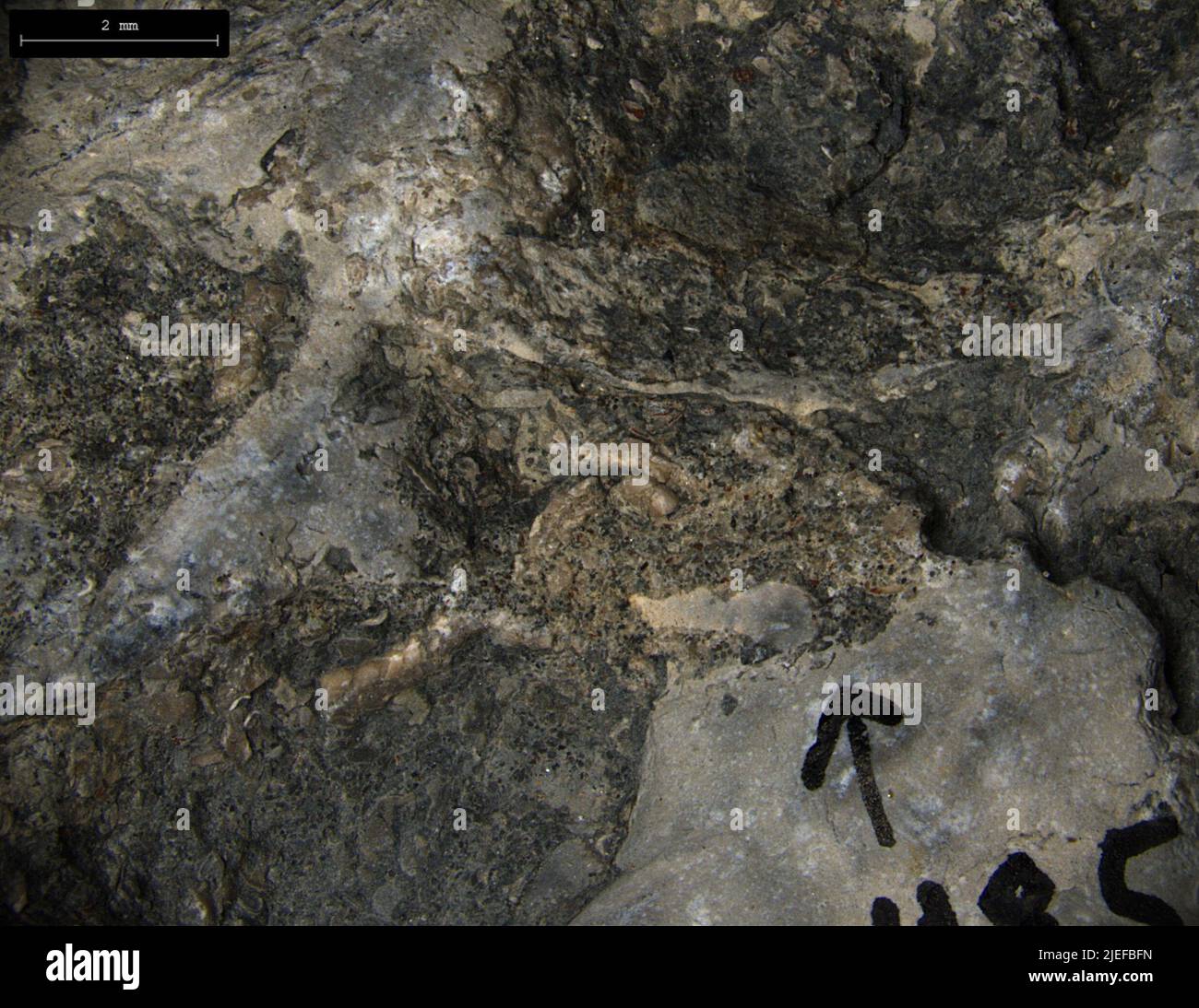 1874 animalia hi-res stock photography and images - Alamy