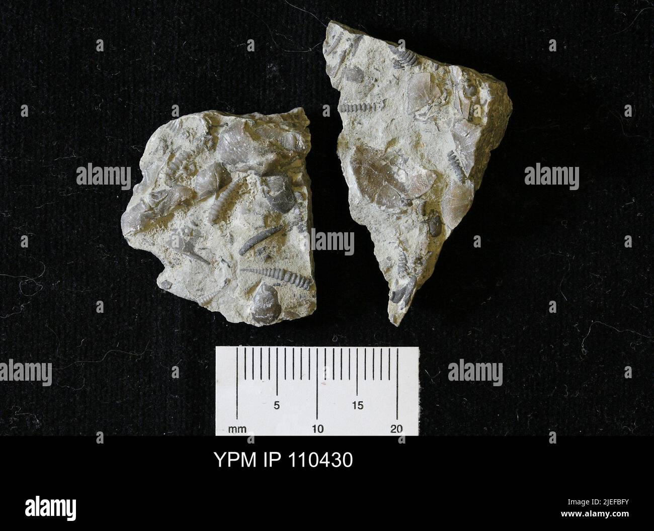 Calymene meeki animalia hi-res stock photography and images - Alamy