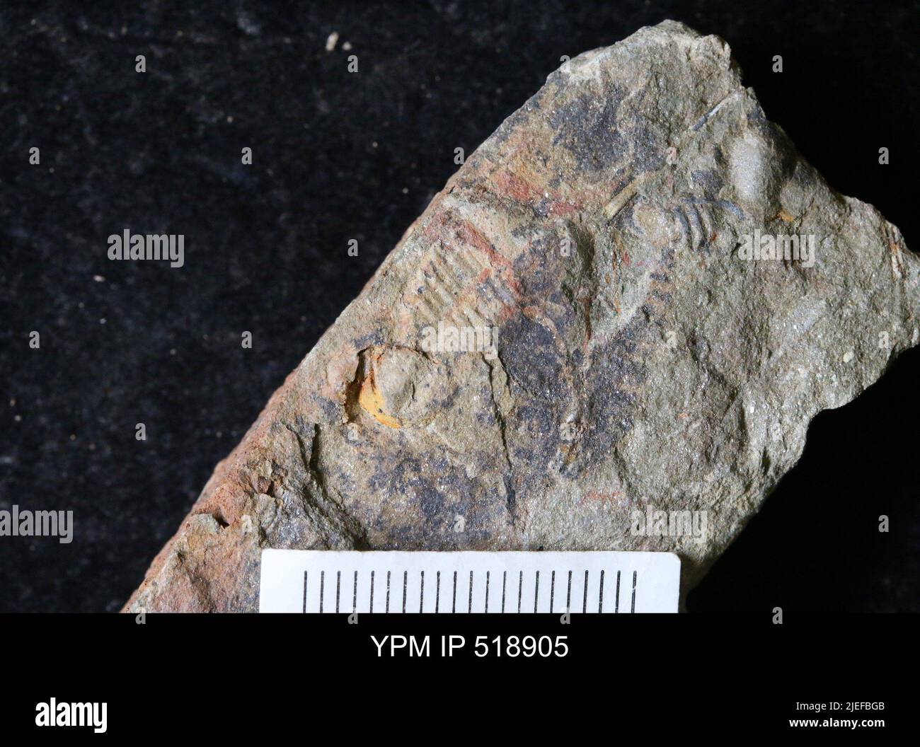 Ampyx sp animalia hi-res stock photography and images - Alamy