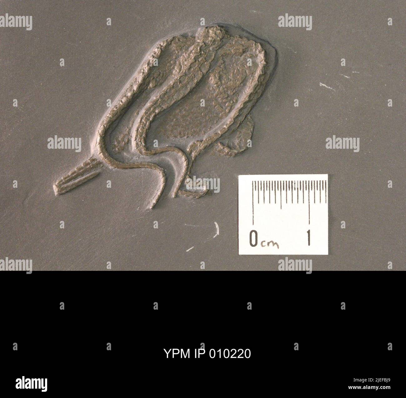 Bundenbachia beneckei (Sturtz Stock Photo - Alamy