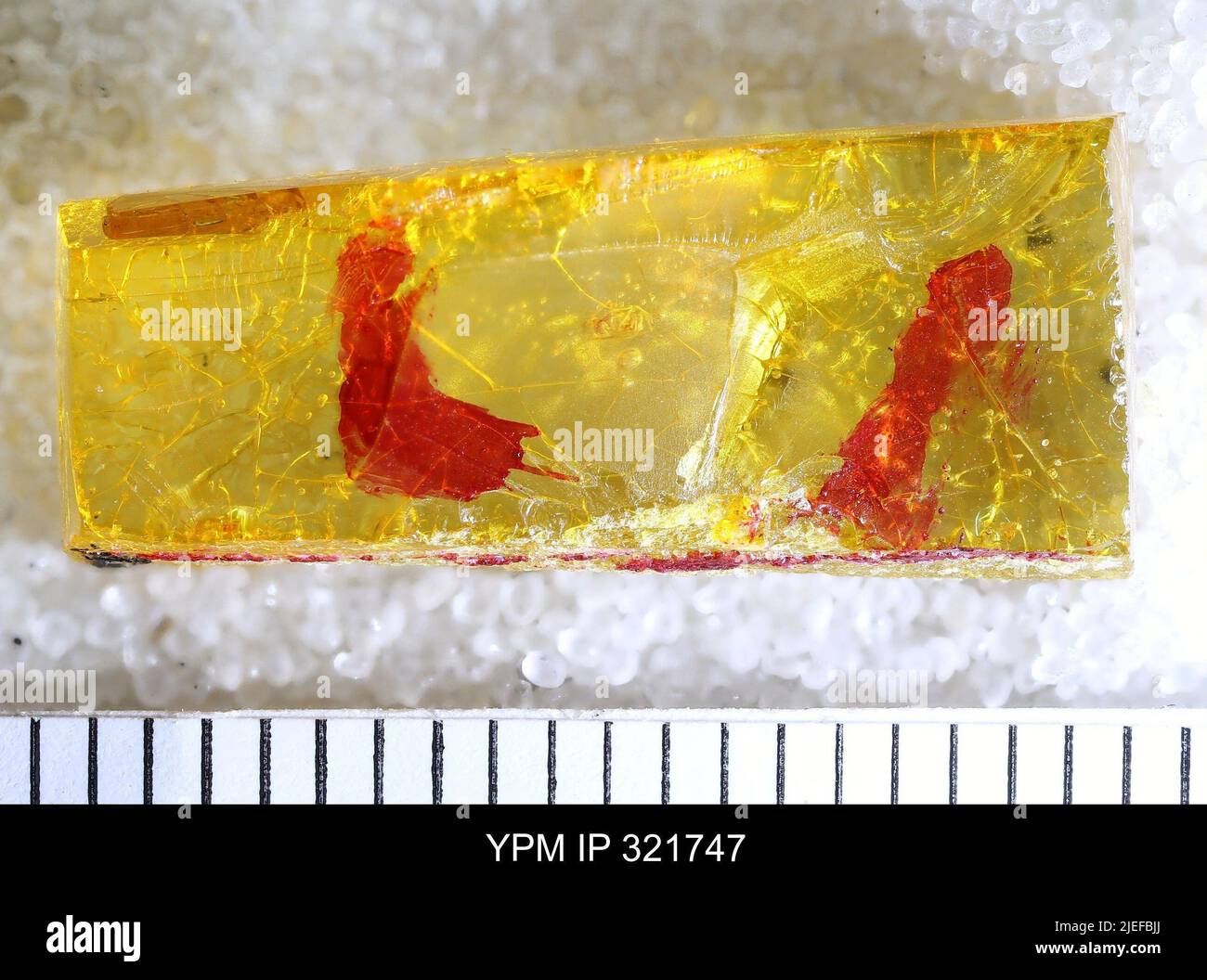 Undet araneae animalia hi-res stock photography and images - Alamy