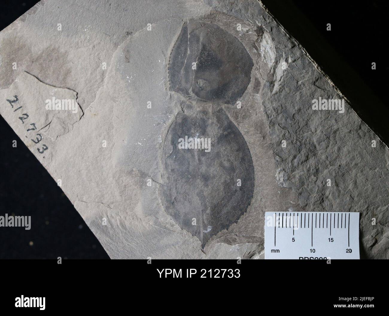 Pterygotus (Acutiramus) macrophthalmus (Hall Stock Photo - Alamy