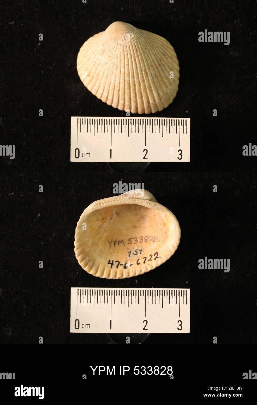 Arca transversa say animalia hi-res stock photography and images - Alamy