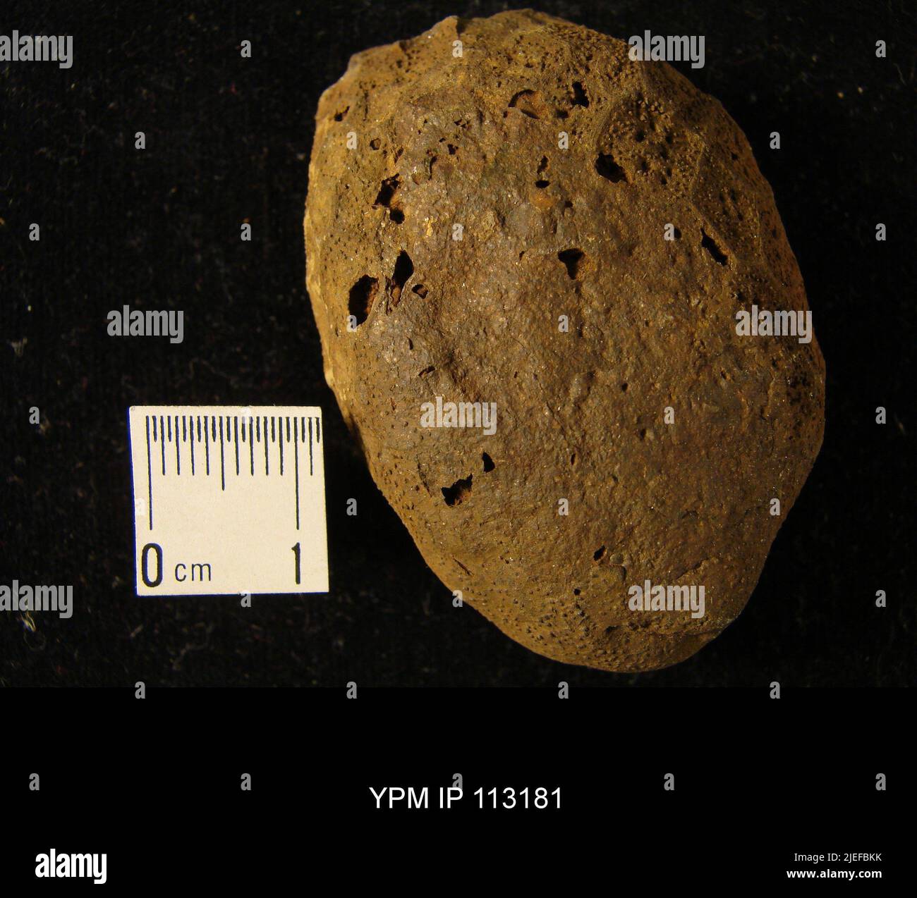 Bohemicus hi-res stock photography and images - Alamy