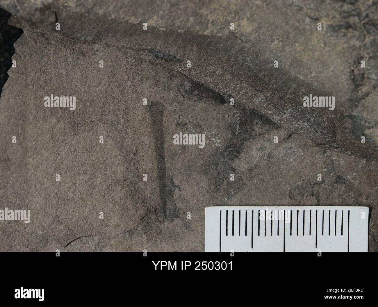 Cooksonia plants hi-res stock photography and images - Alamy