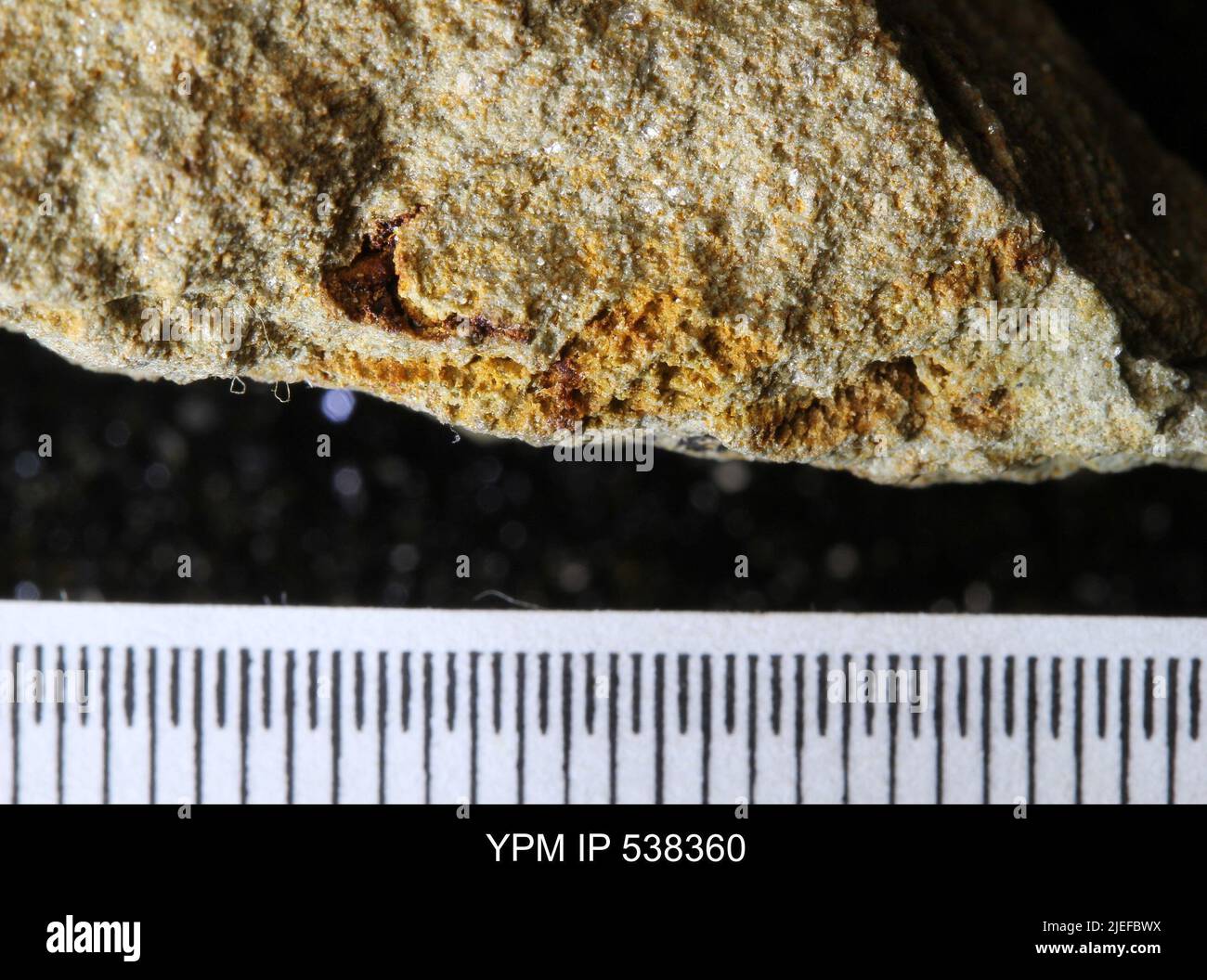 Echinodermata asterozoa hi-res stock photography and images - Alamy