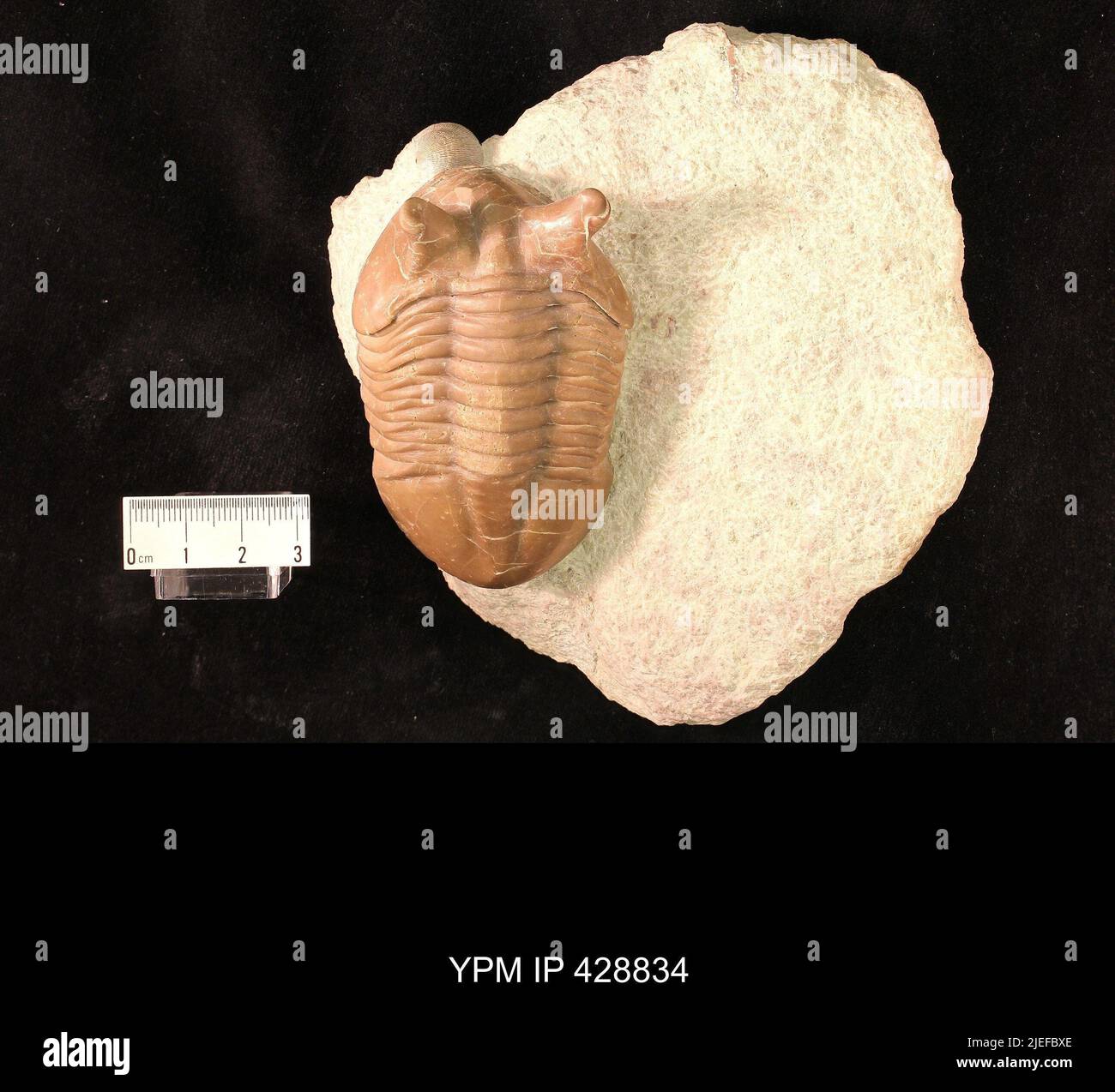 Asaphus hi-res stock photography and images - Alamy