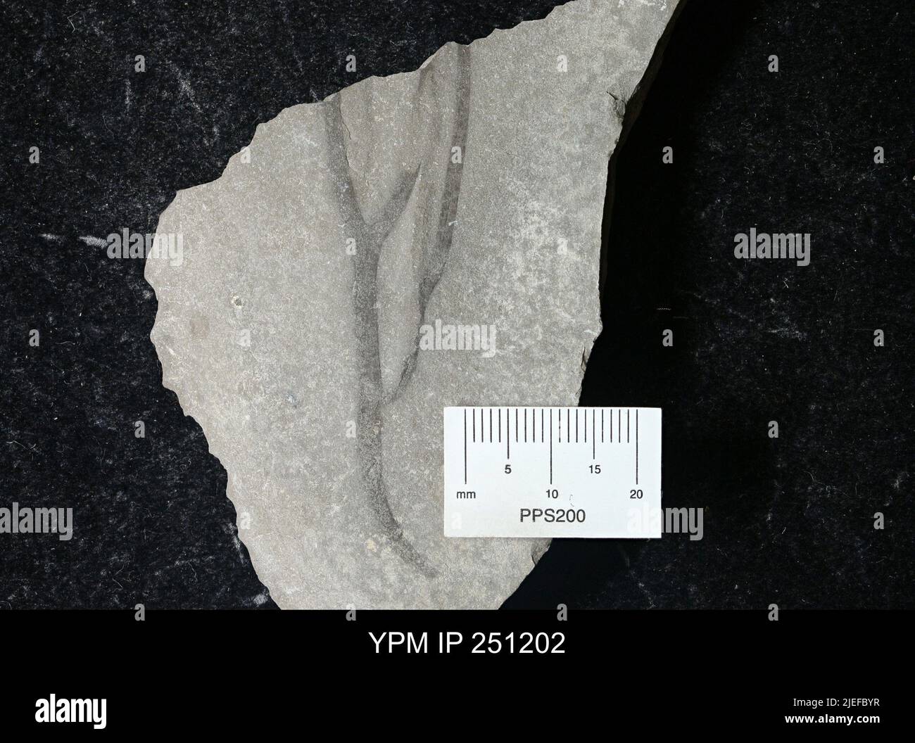 Cooksonia plants hi-res stock photography and images - Alamy