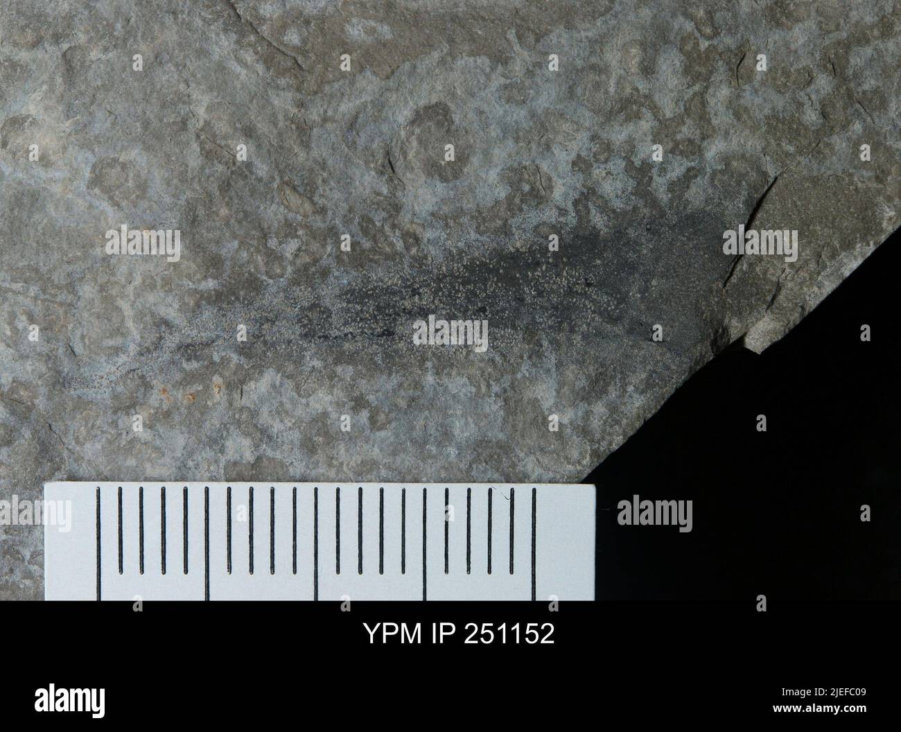 Cooksonia plants hi-res stock photography and images - Alamy