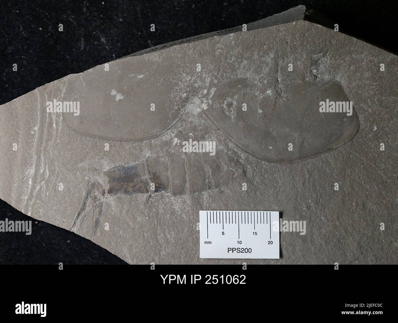 Phyllocarida hi-res stock photography and images - Alamy