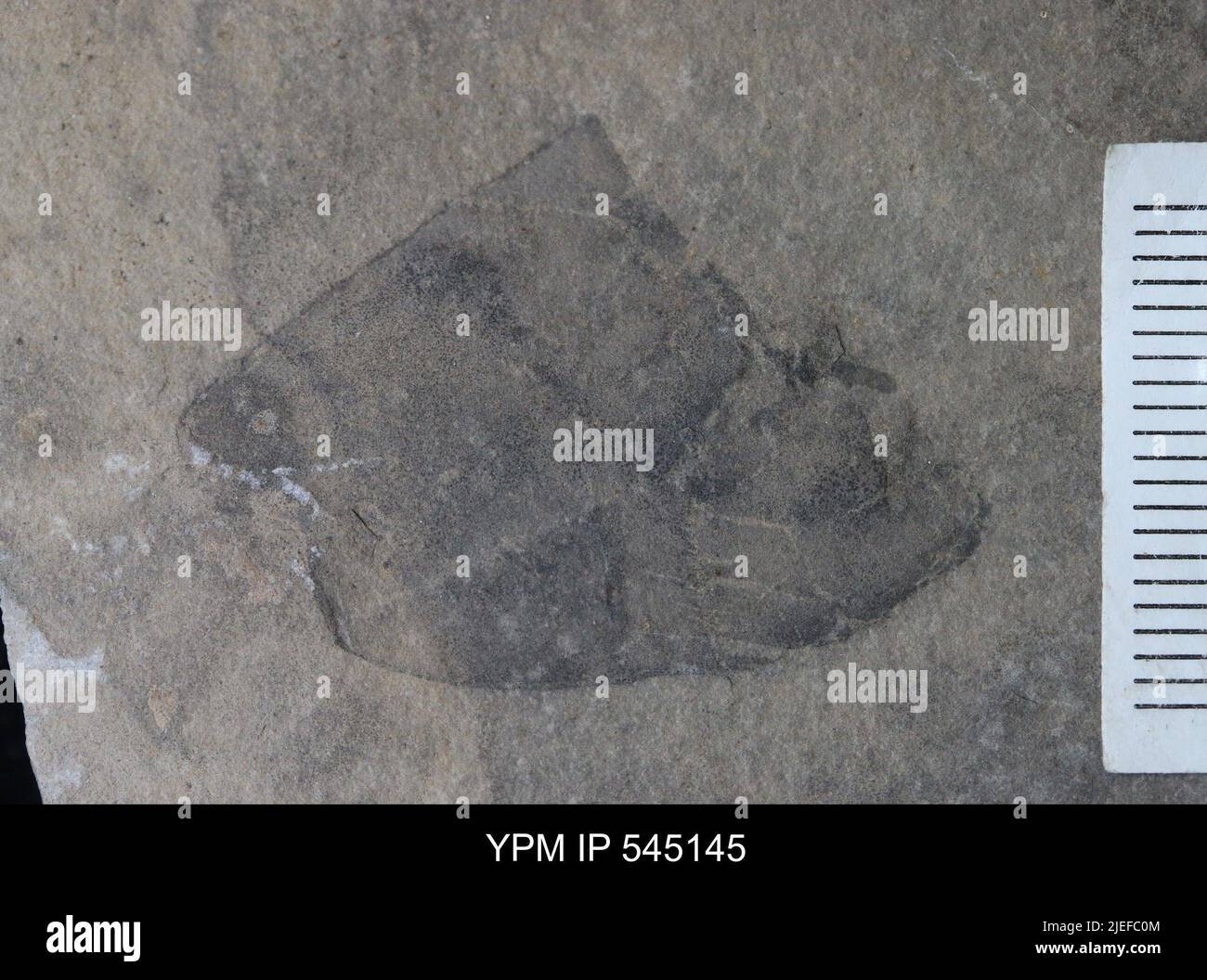 Eurypterid anatomy hi-res stock photography and images - Alamy