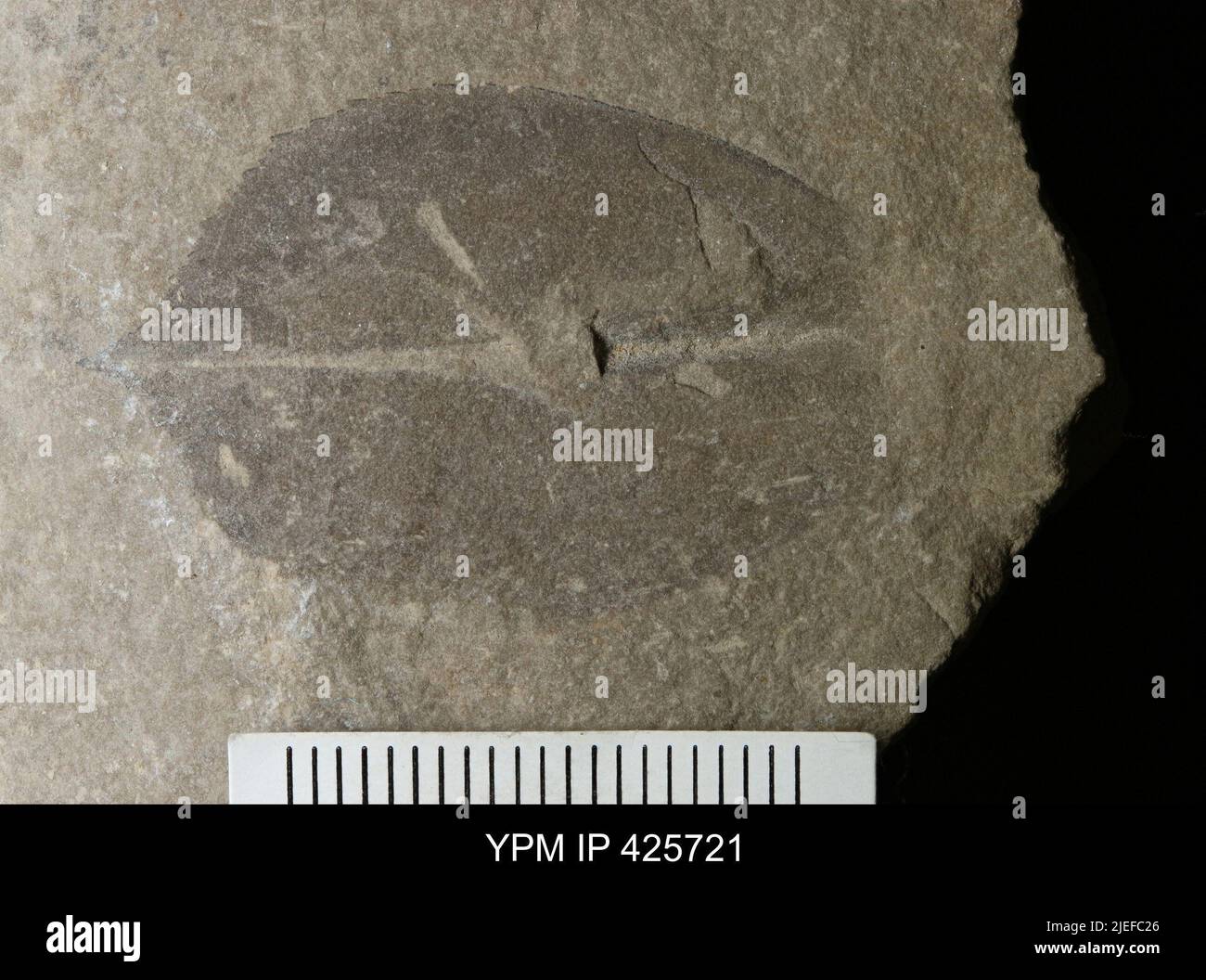 Pterygotus (Acutiramus) macrophthalmus (Hall Stock Photo - Alamy