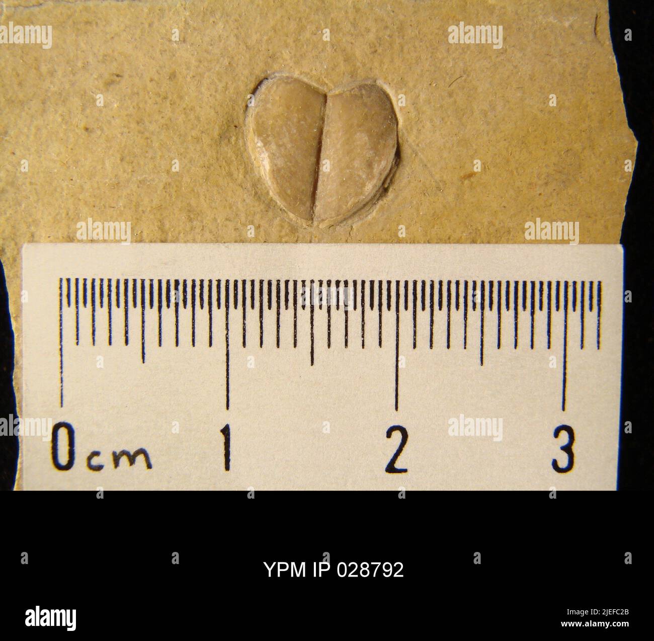 Aspidoceras autharis oppel animalia hi-res stock photography and images ...