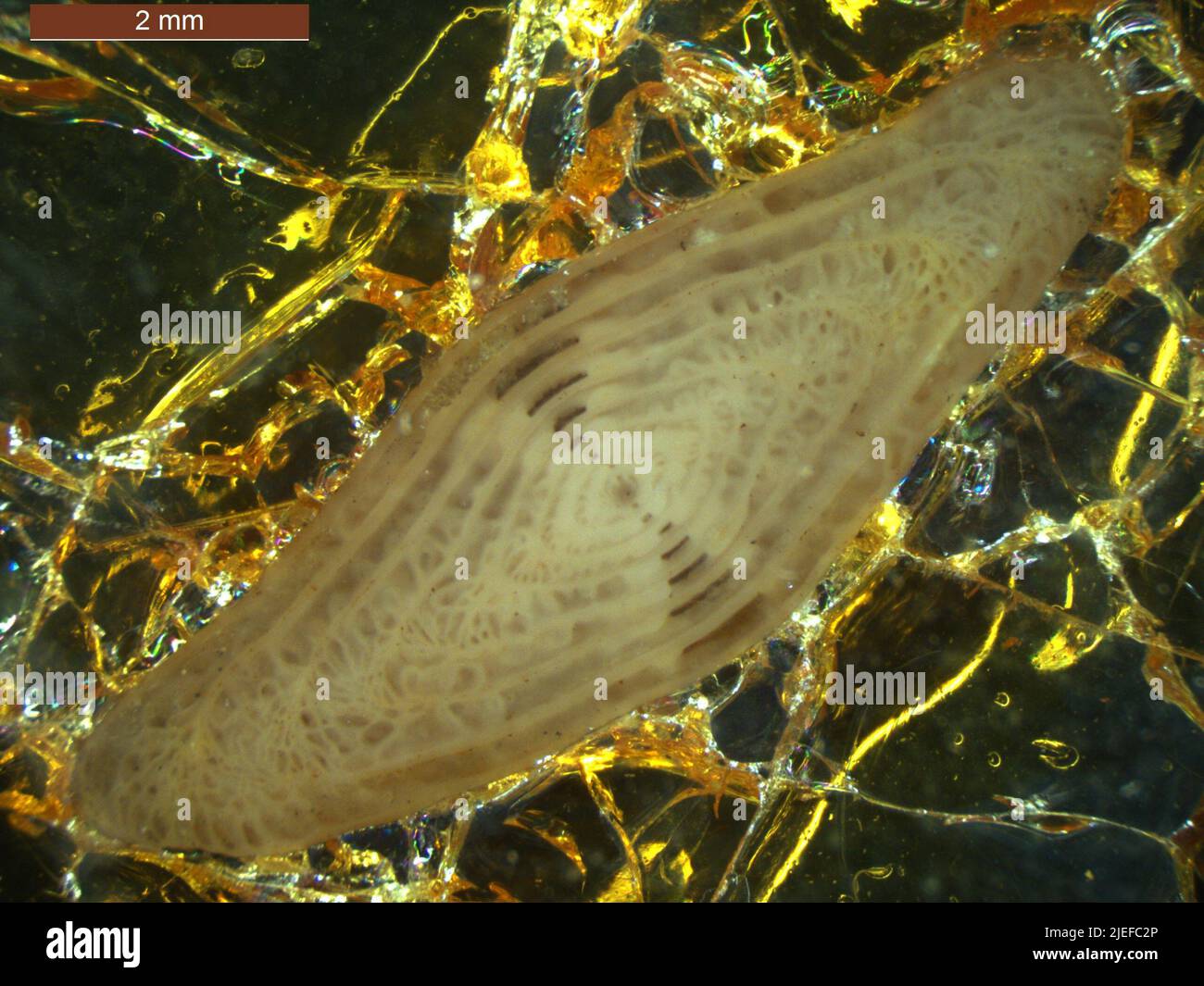 Triticites meeki moller hi-res stock photography and images - Alamy