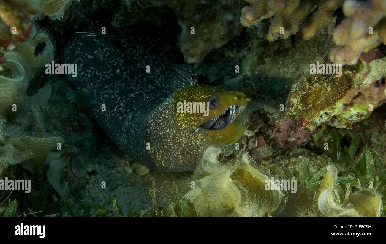Underwater shot moray eel hiding hi-res stock photography and images ...