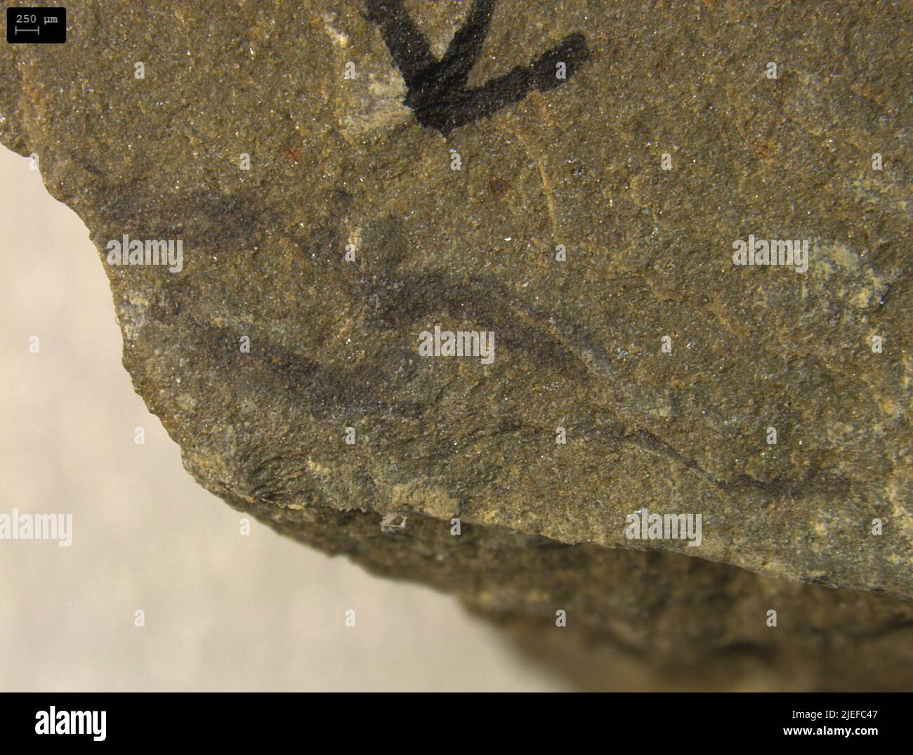 Graptolithina graptolites hi-res stock photography and images - Alamy