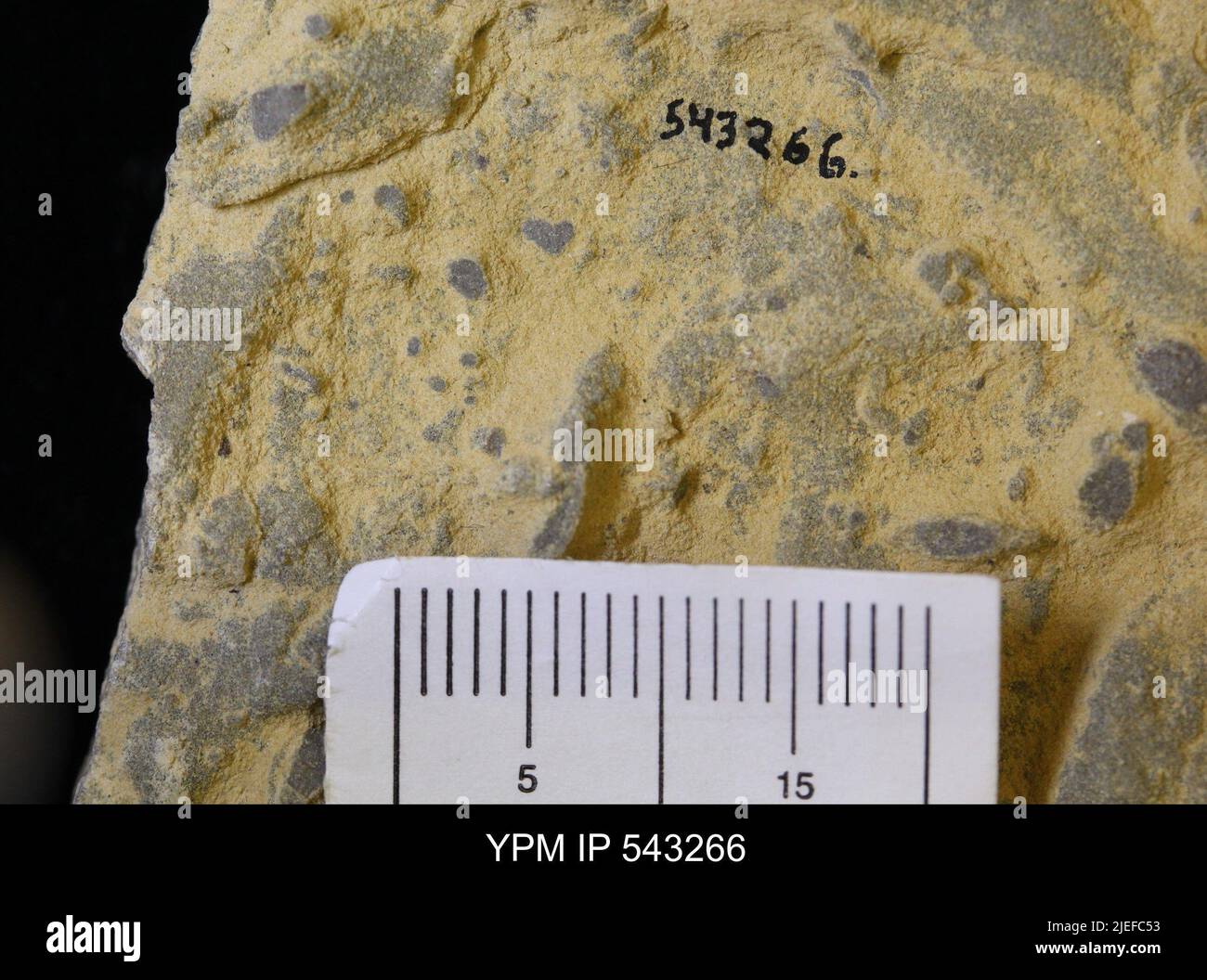 Planolites sp ichnofossil hi-res stock photography and images - Alamy