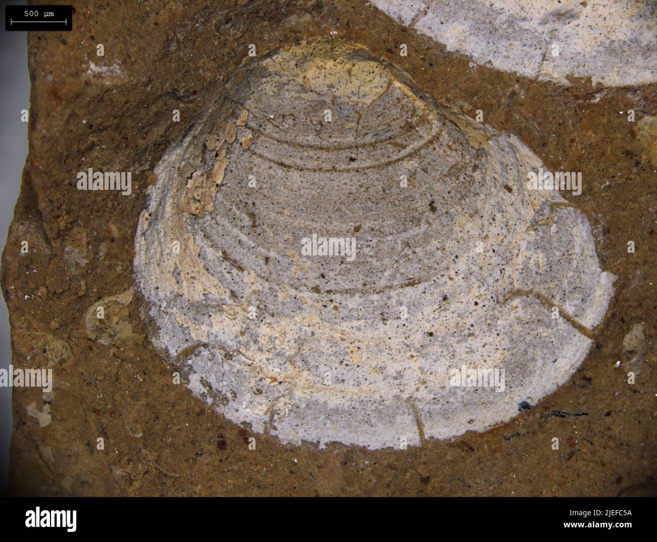 Stigall hi-res stock photography and images - Alamy