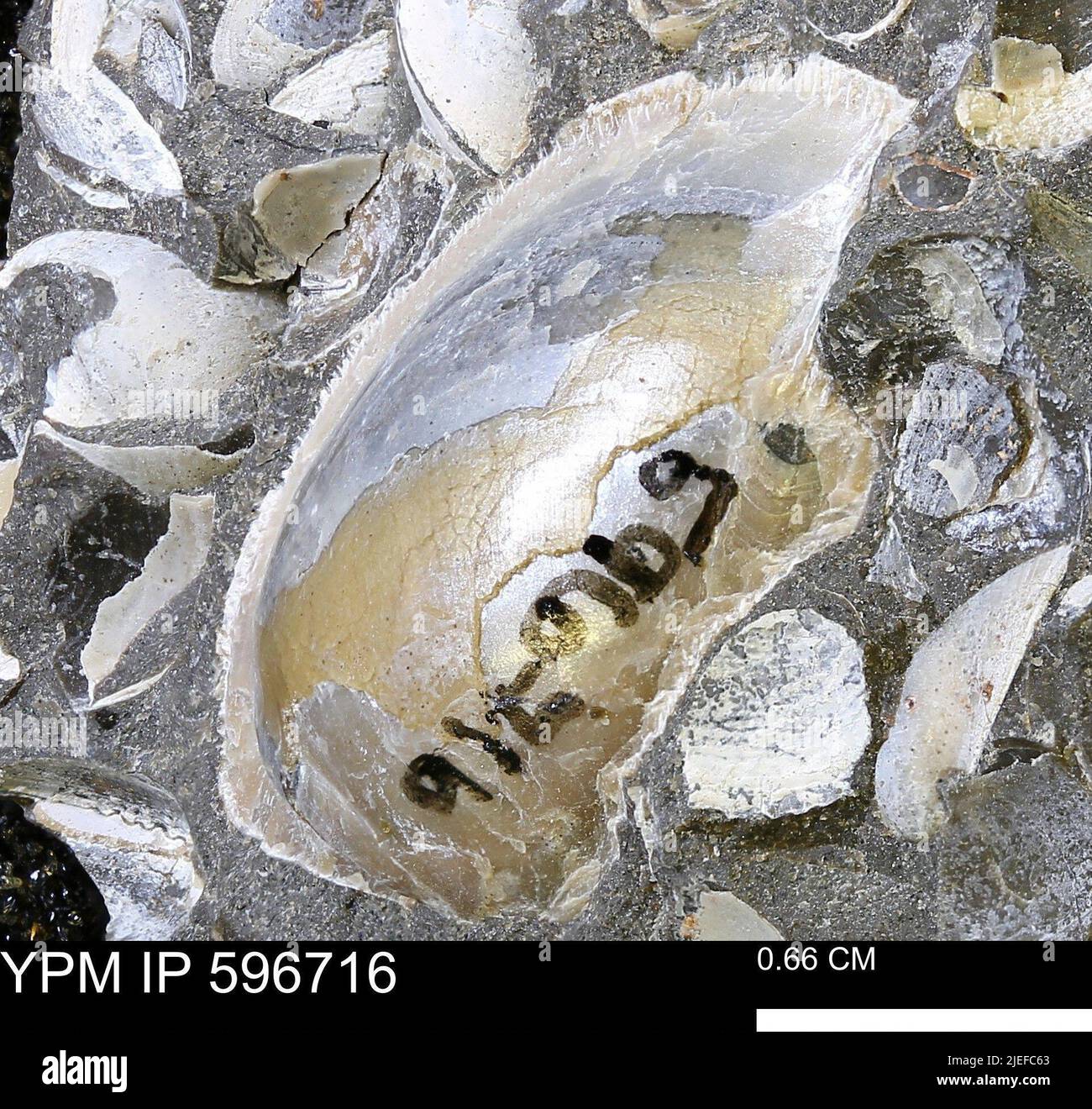 Undet bivalvia animalia hi-res stock photography and images - Alamy
