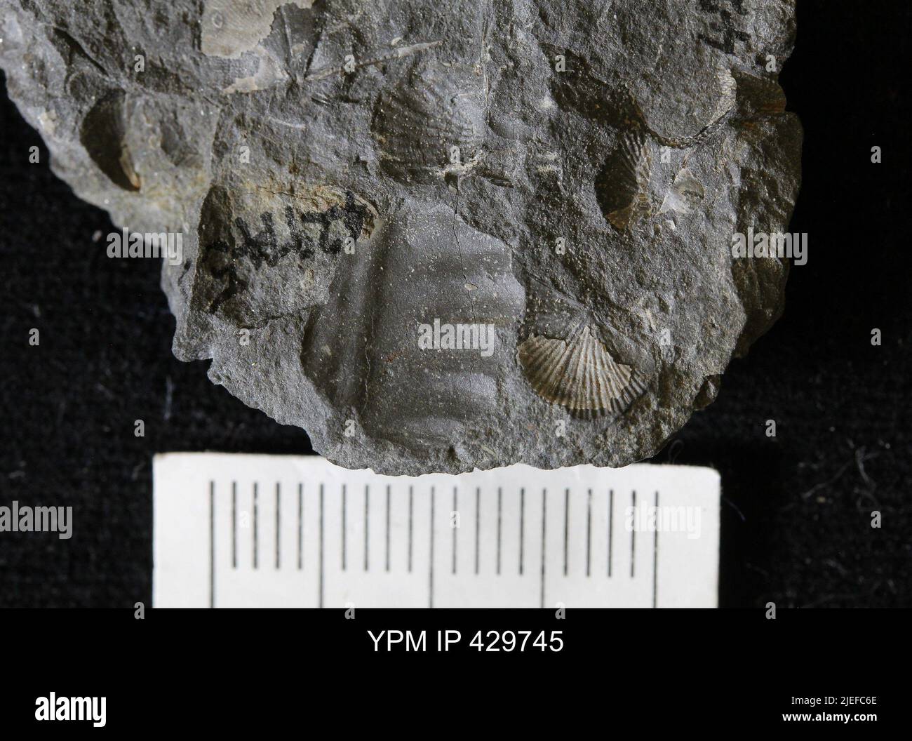 Undet phacopida animalia hi-res stock photography and images - Alamy