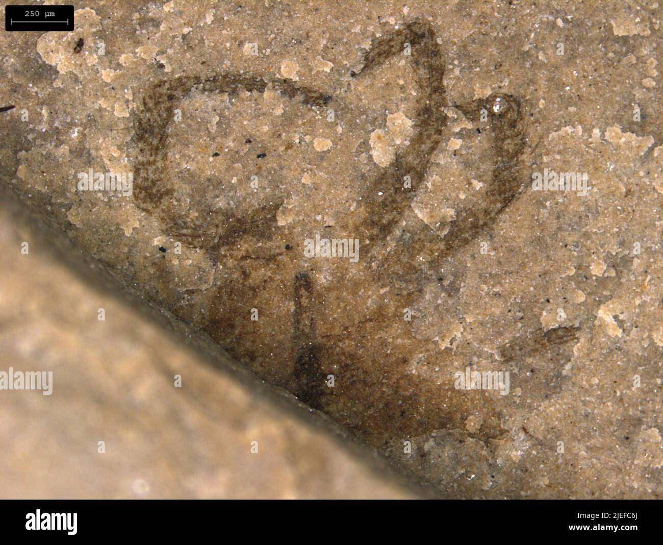 Spiders are predators hi-res stock photography and images - Alamy