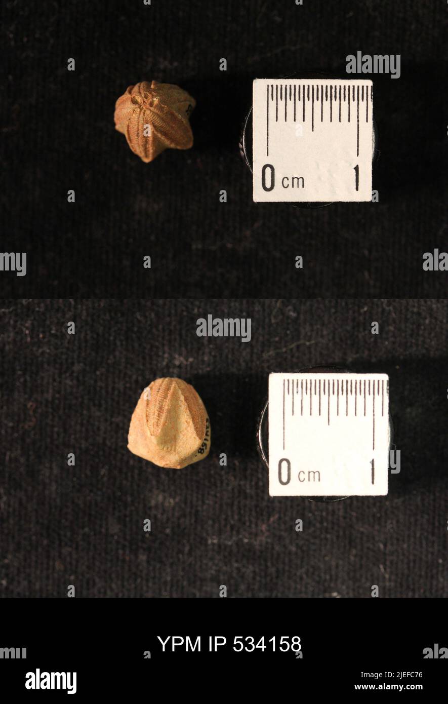 Pentremites conoideus Hall, 1856 Stock Photo - Alamy