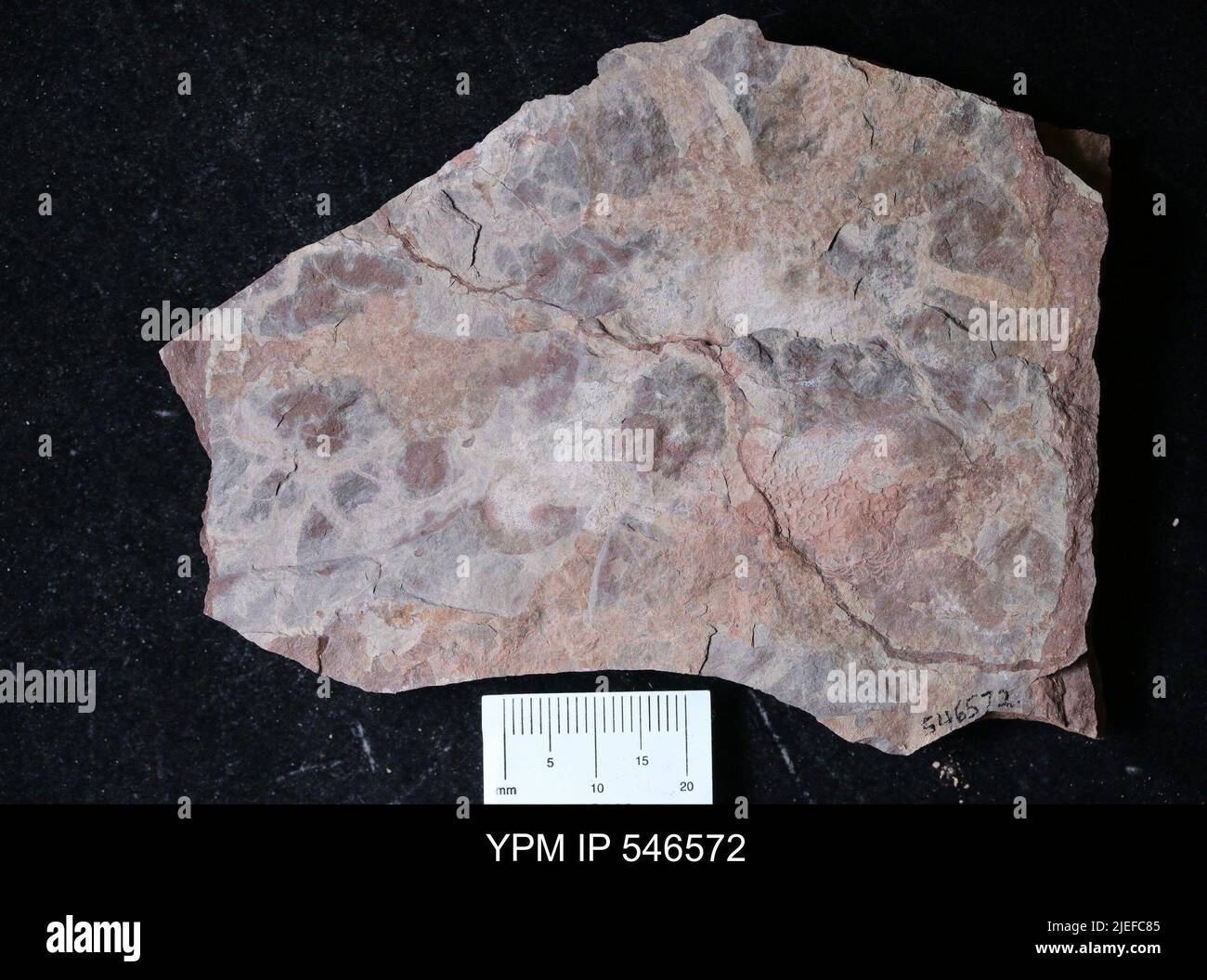 Lithologic hi-res stock photography and images - Alamy