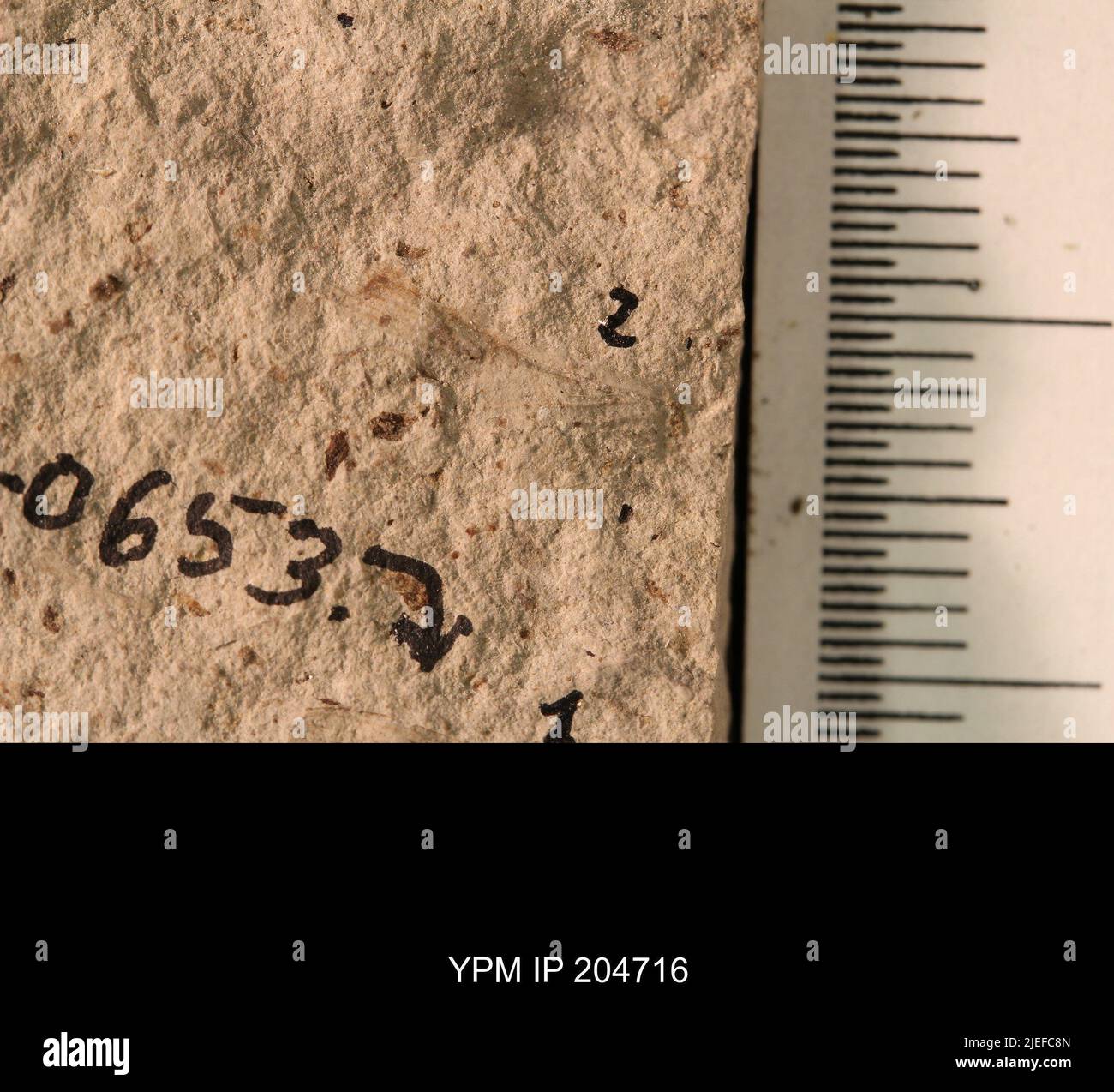 Order blattaria hi-res stock photography and images - Alamy