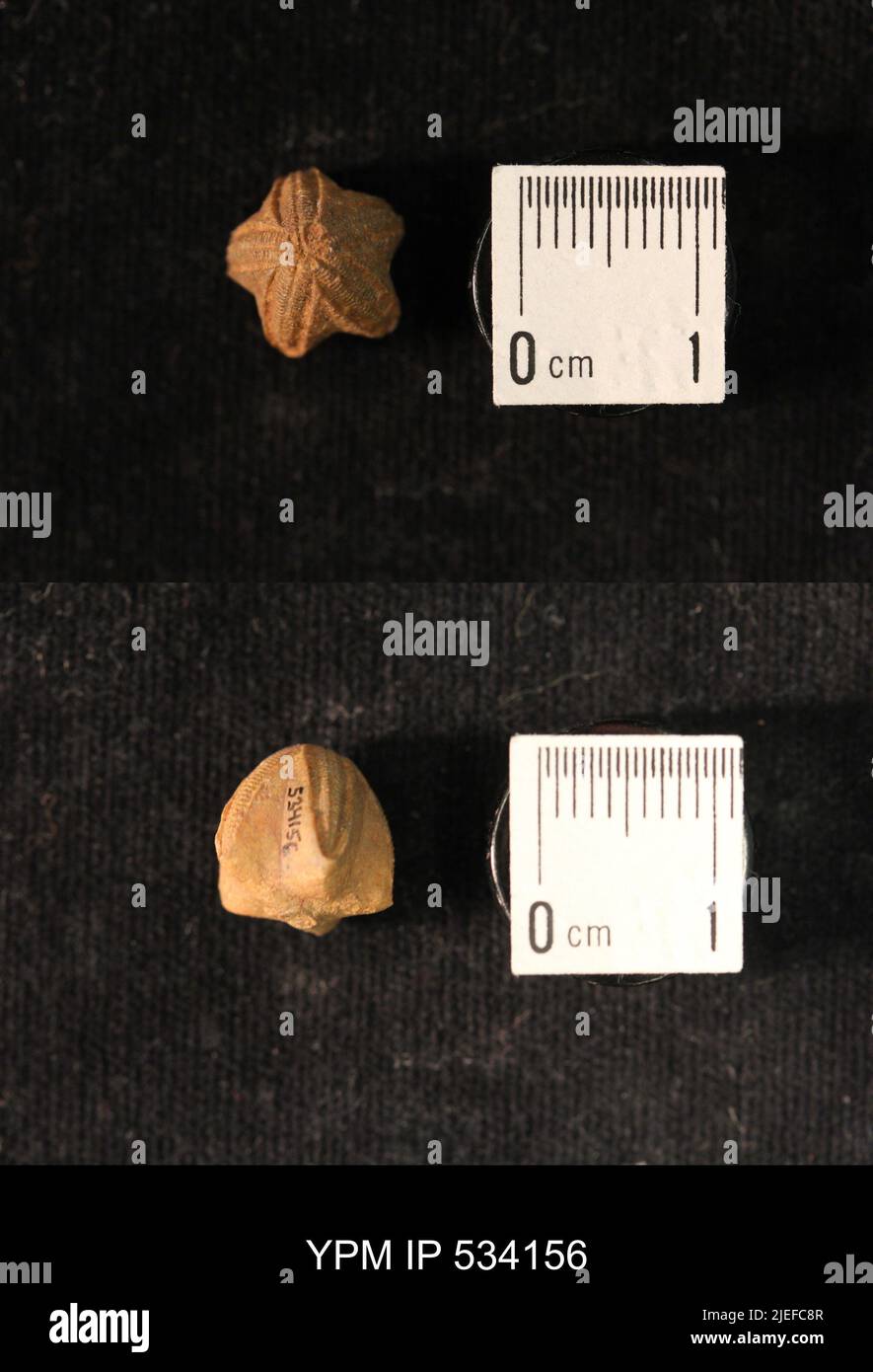 Conoideus hi-res stock photography and images - Alamy